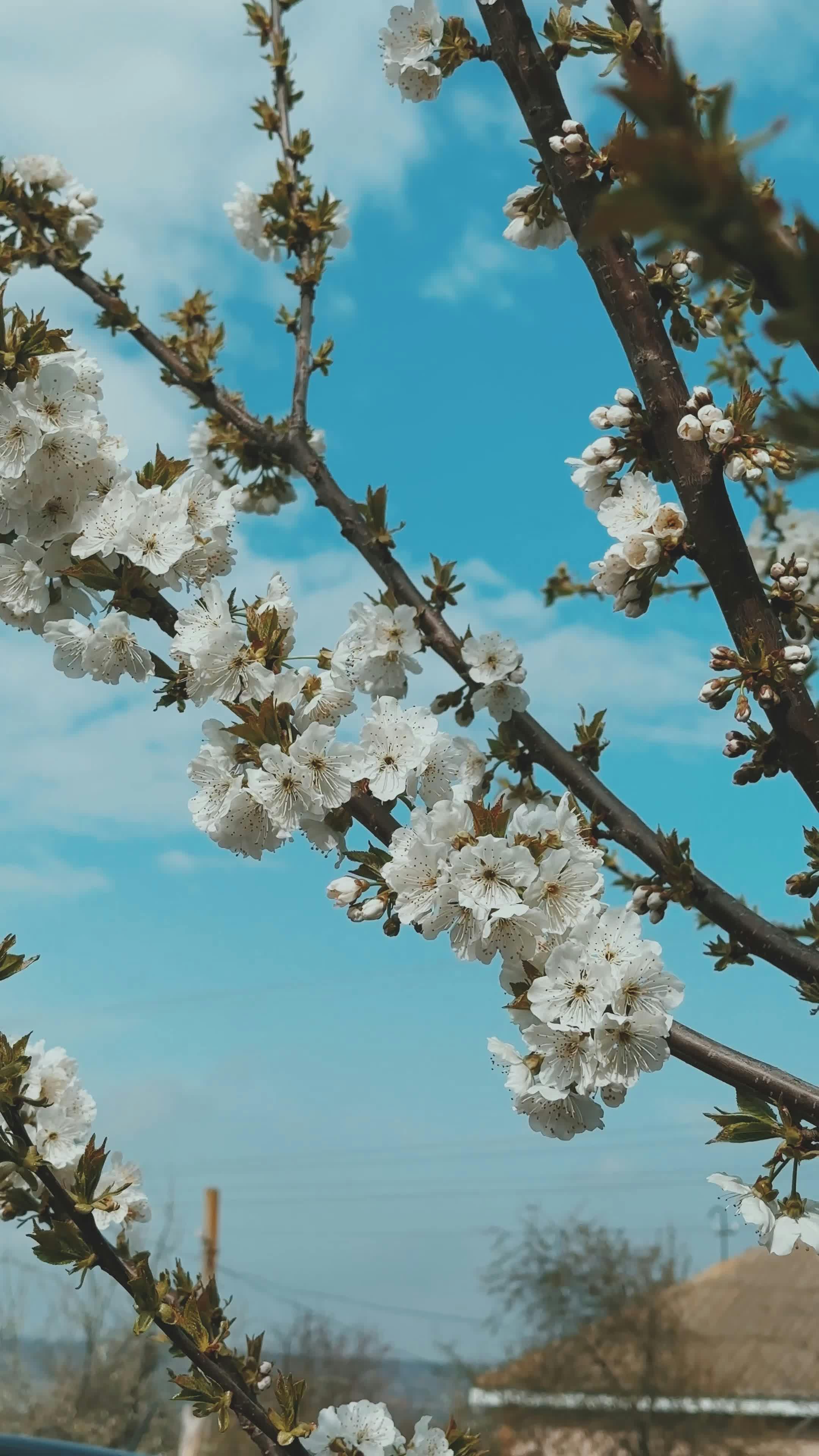 有关prunus avium, 光, 和平的, 复兴, 天性, 天空, 季节变换, 寧靜, 工厂, 弹簧, 戶外, 新鮮, 明亮, 時令的 ...