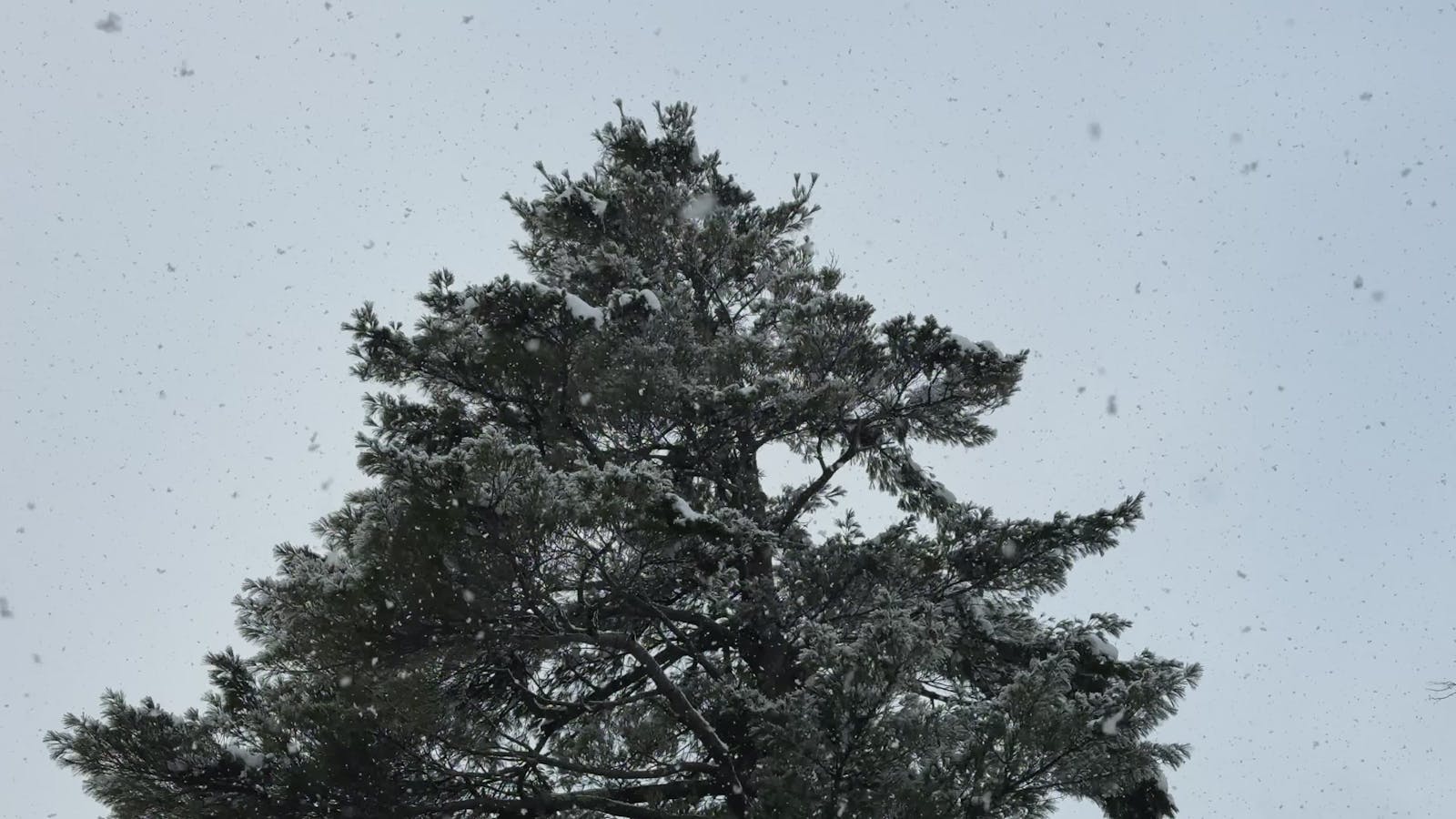 Snow Storm Videos, Download The BEST Free 4k Stock Video Footage & Snow ...