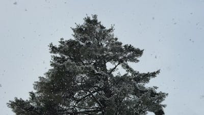 Snow Storm Videos, Download The BEST Free 4k Stock Video Footage & Snow ...