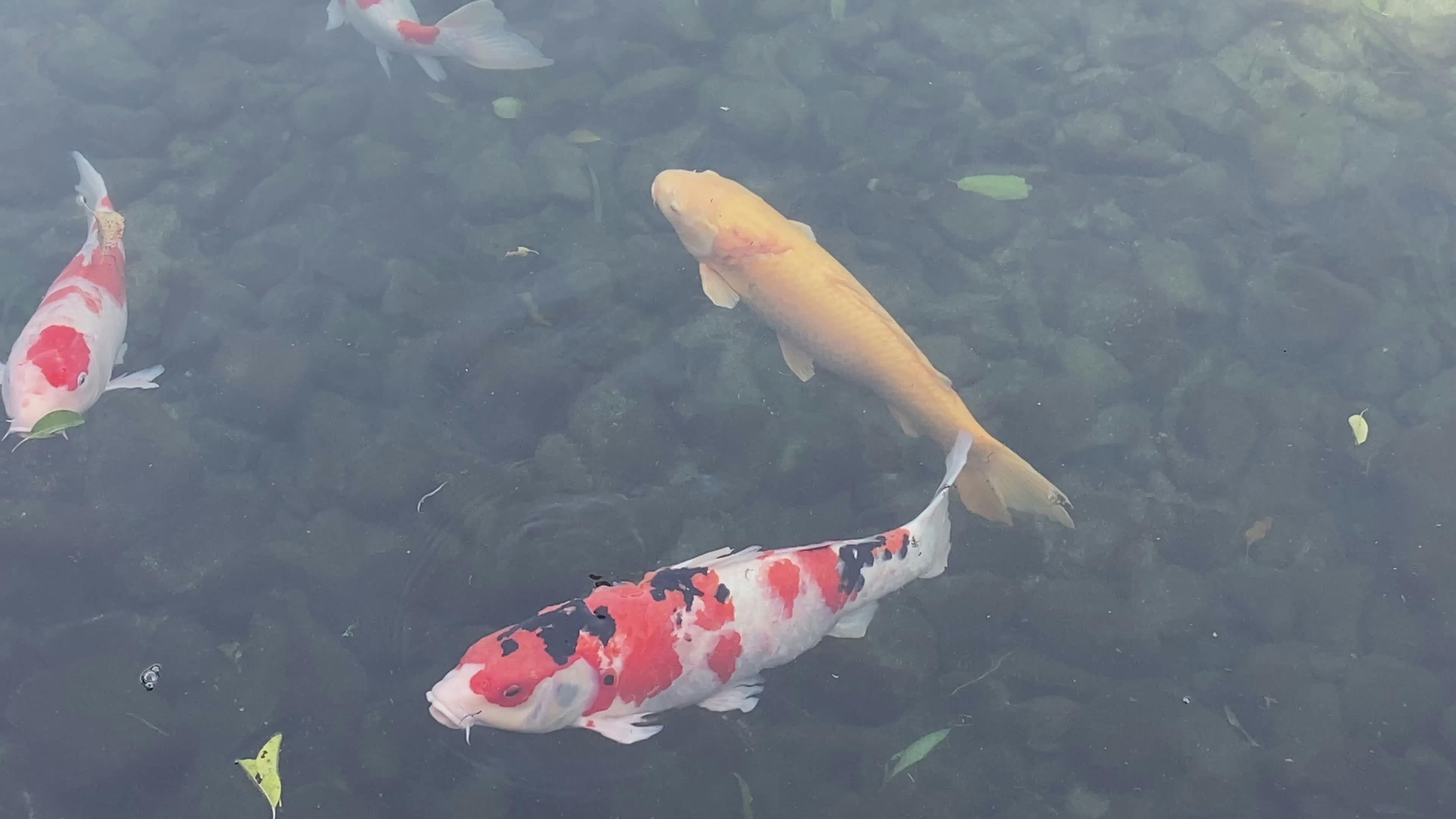 Colors Fish Videos, Download The BEST Free 4k Stock Video Footage ...