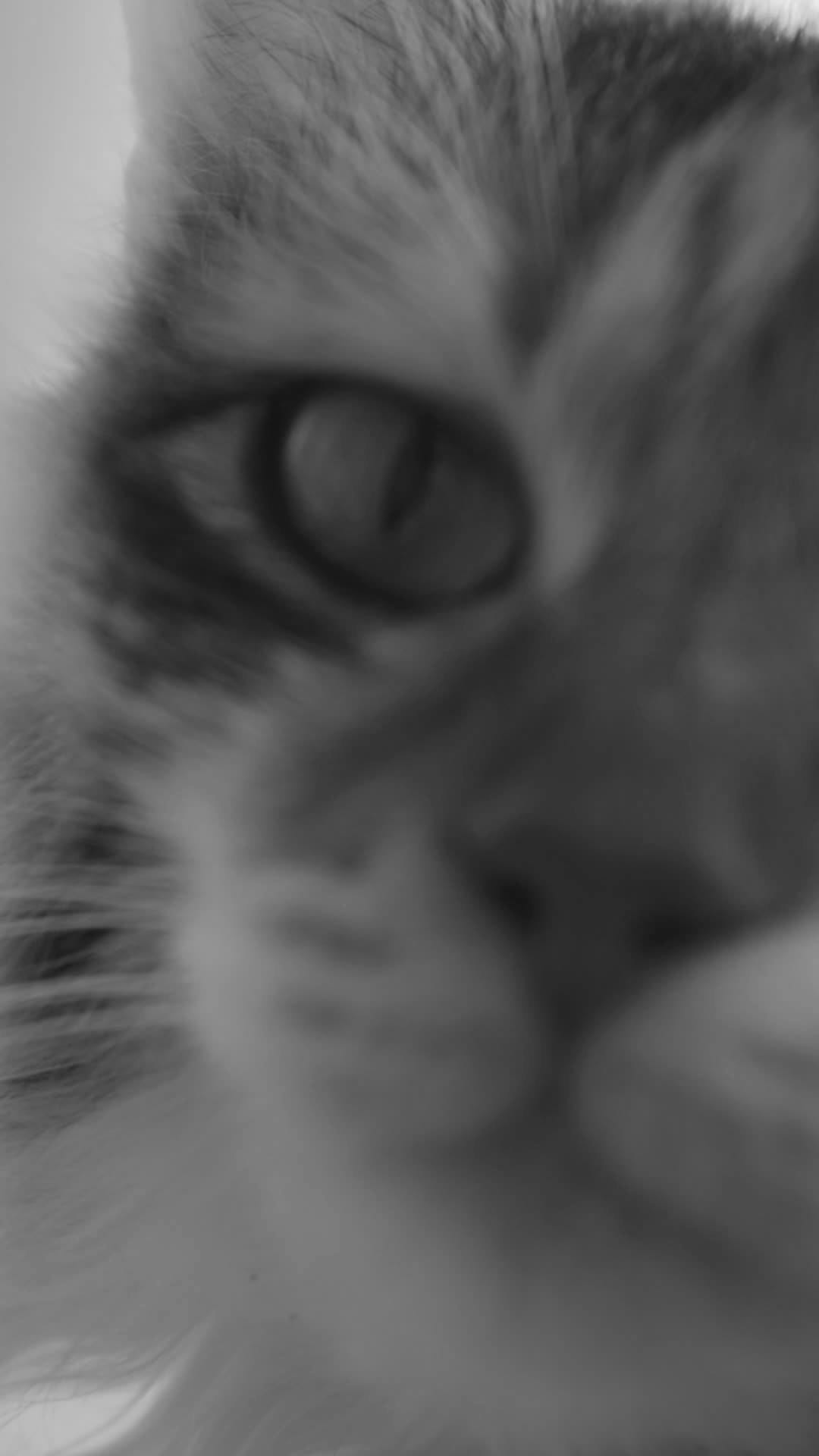 Animal Closeup Videos, Download The BEST Free 4k Stock Video Footage ...