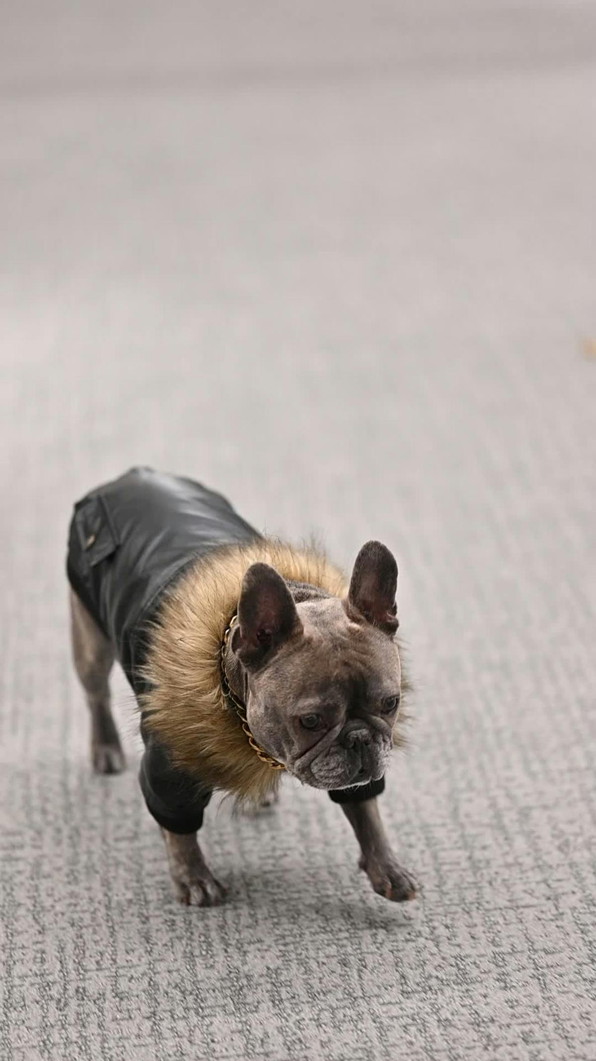 Girl+Getting+Cheeks+Clapped+By+A+Dog Videos, Download The BEST Free 4k ...