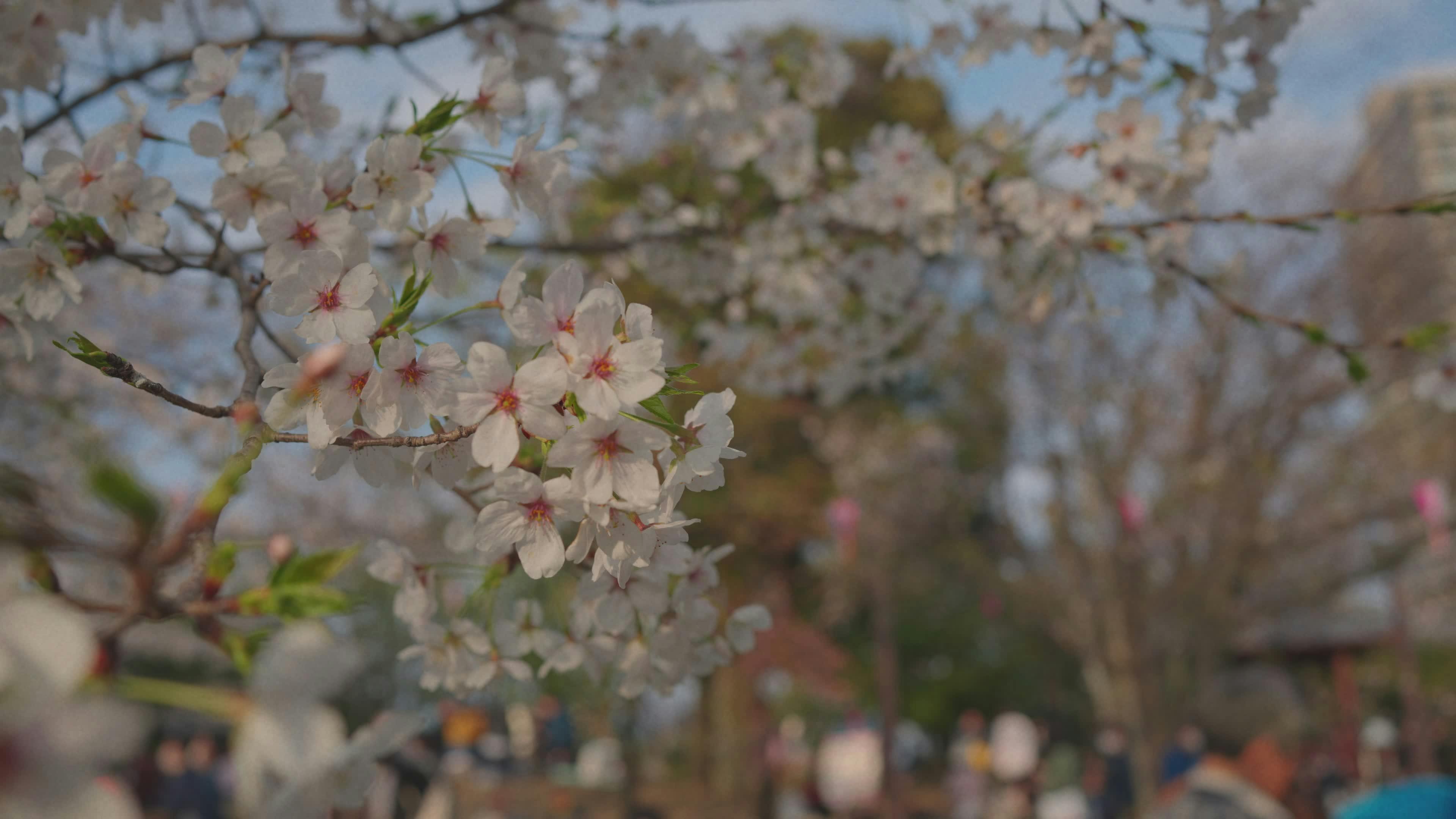 Cherry Blossom Walkway in Japan's Spring Free Stock Video Footage ...
