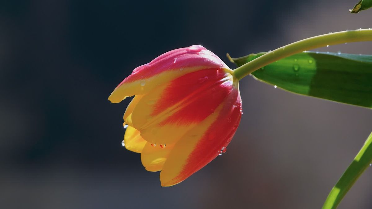 Blooming Flower Videos, Download The BEST Free 4k Stock Video Footage ...