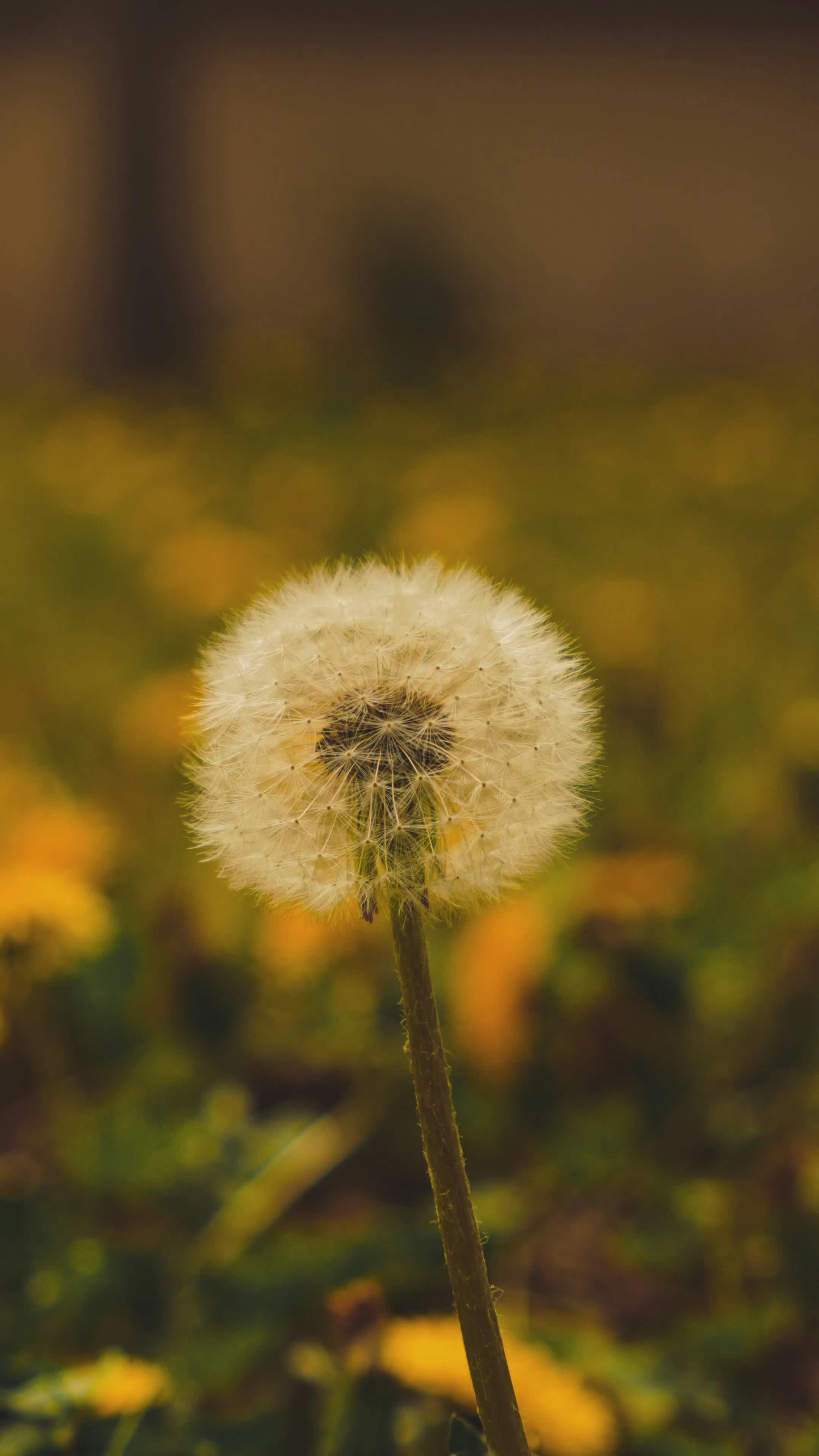 Dandelion Extraction Videos, Download The BEST Free 4k Stock Video ...
