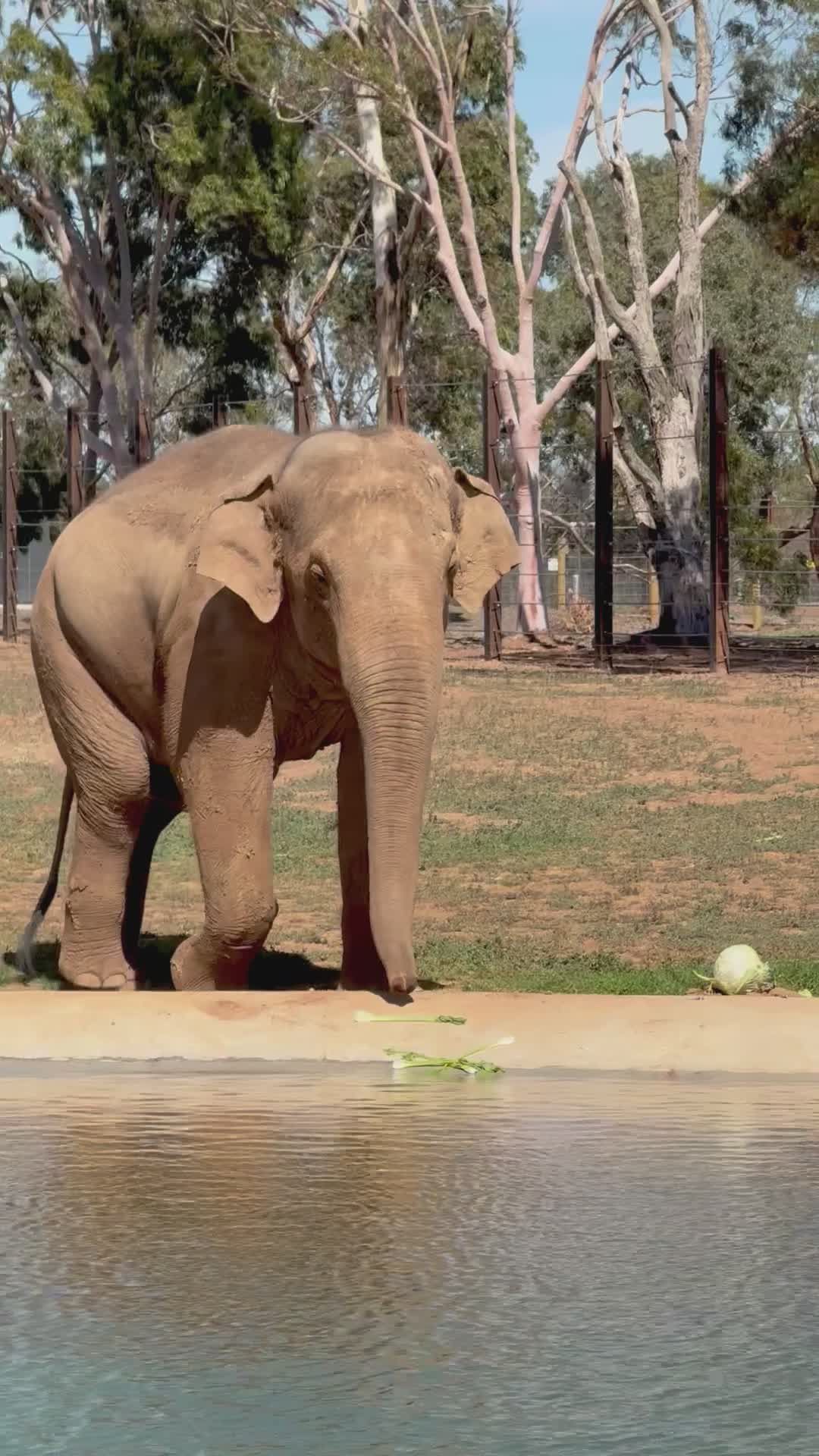 Un Elefante Macho Come Repollo Entero Usando Su Pata Y Trompa · Vídeo ...