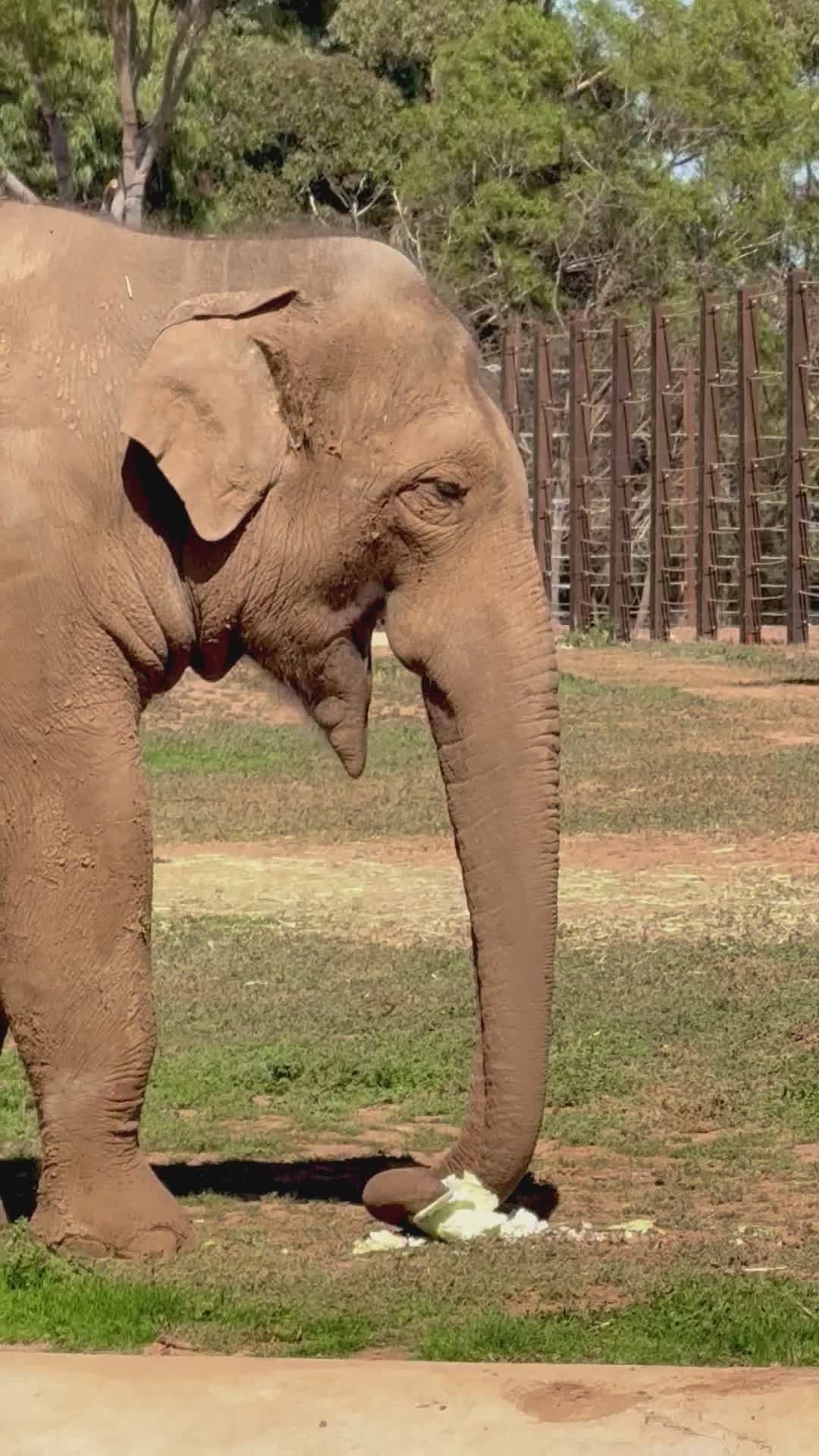 Elephant Pooping Videos, Download The BEST Free 4k Stock Video Footage ...