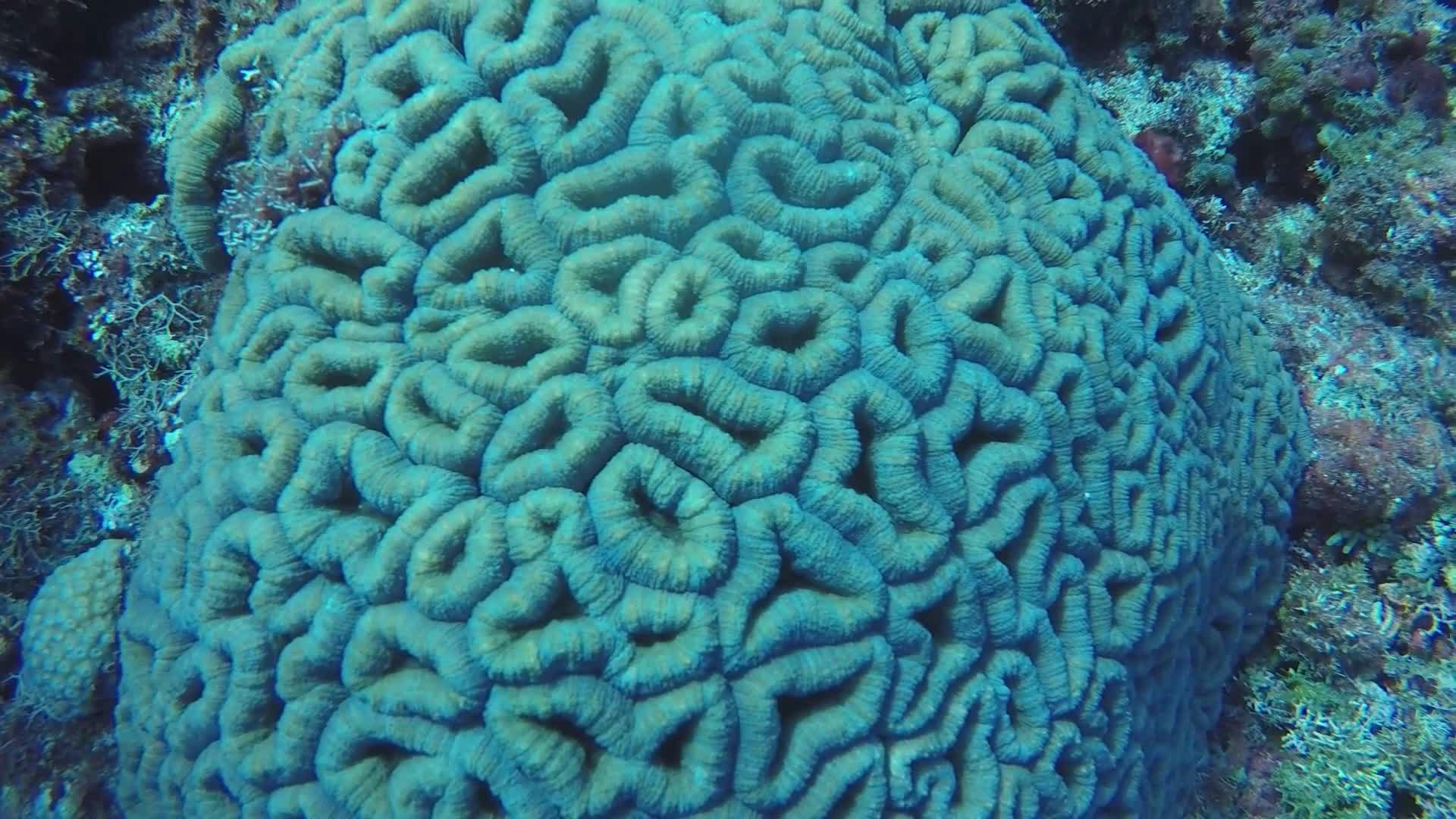 Primer Plano De Un Coral Cerebro En Un Vibrante Arrecife · Vídeo de ...