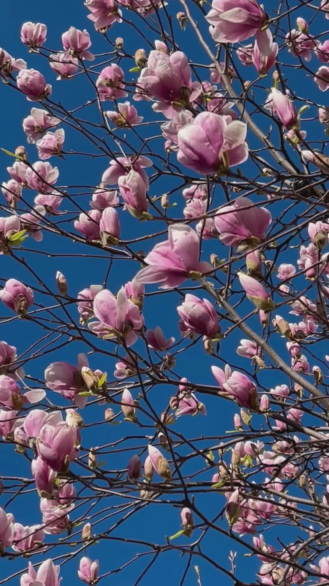 Magnolia · Vídeo de stock gratuito