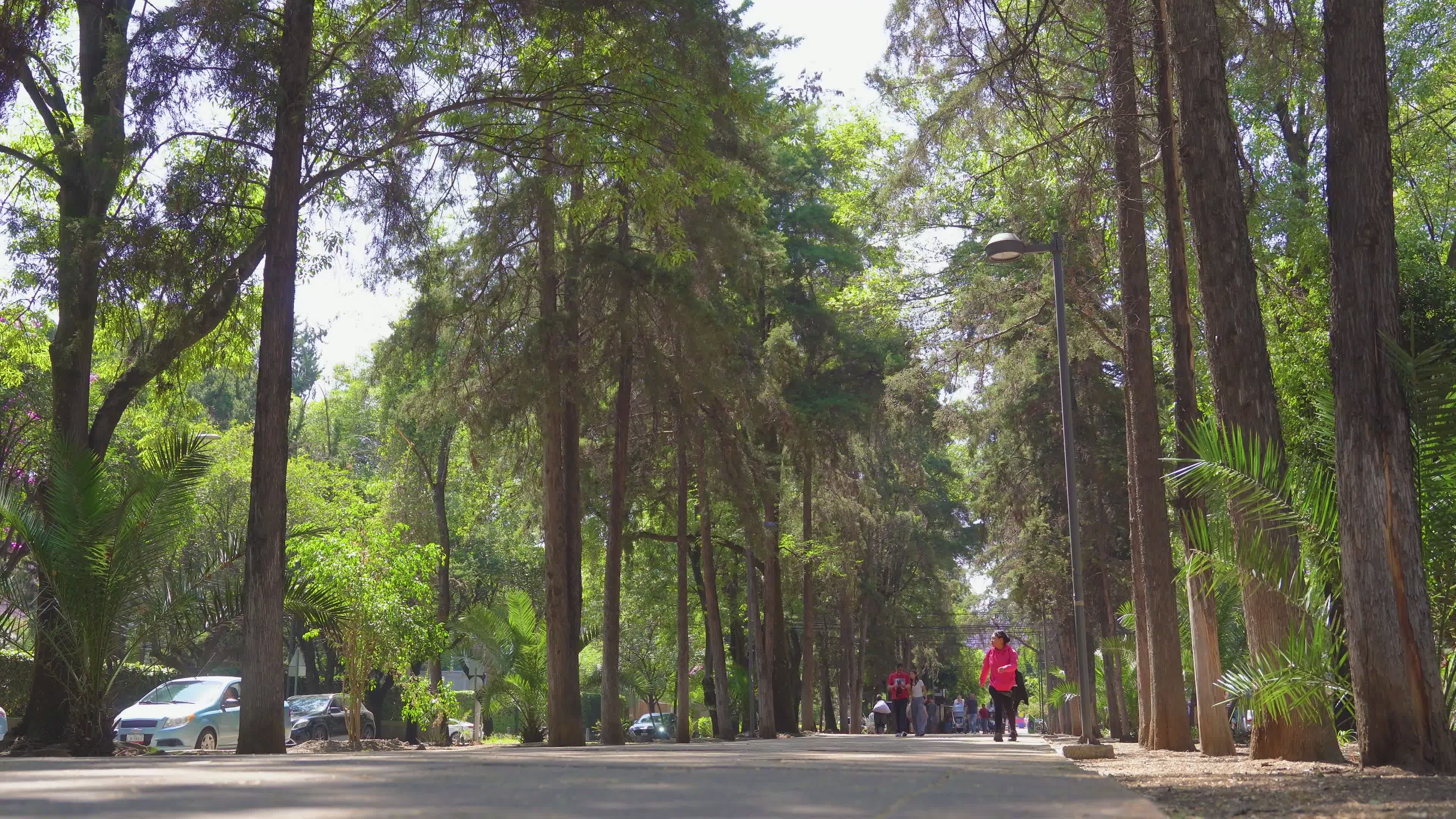 Paseo Vespertino Por El Exuberante Parque De La Ciudad De México ...