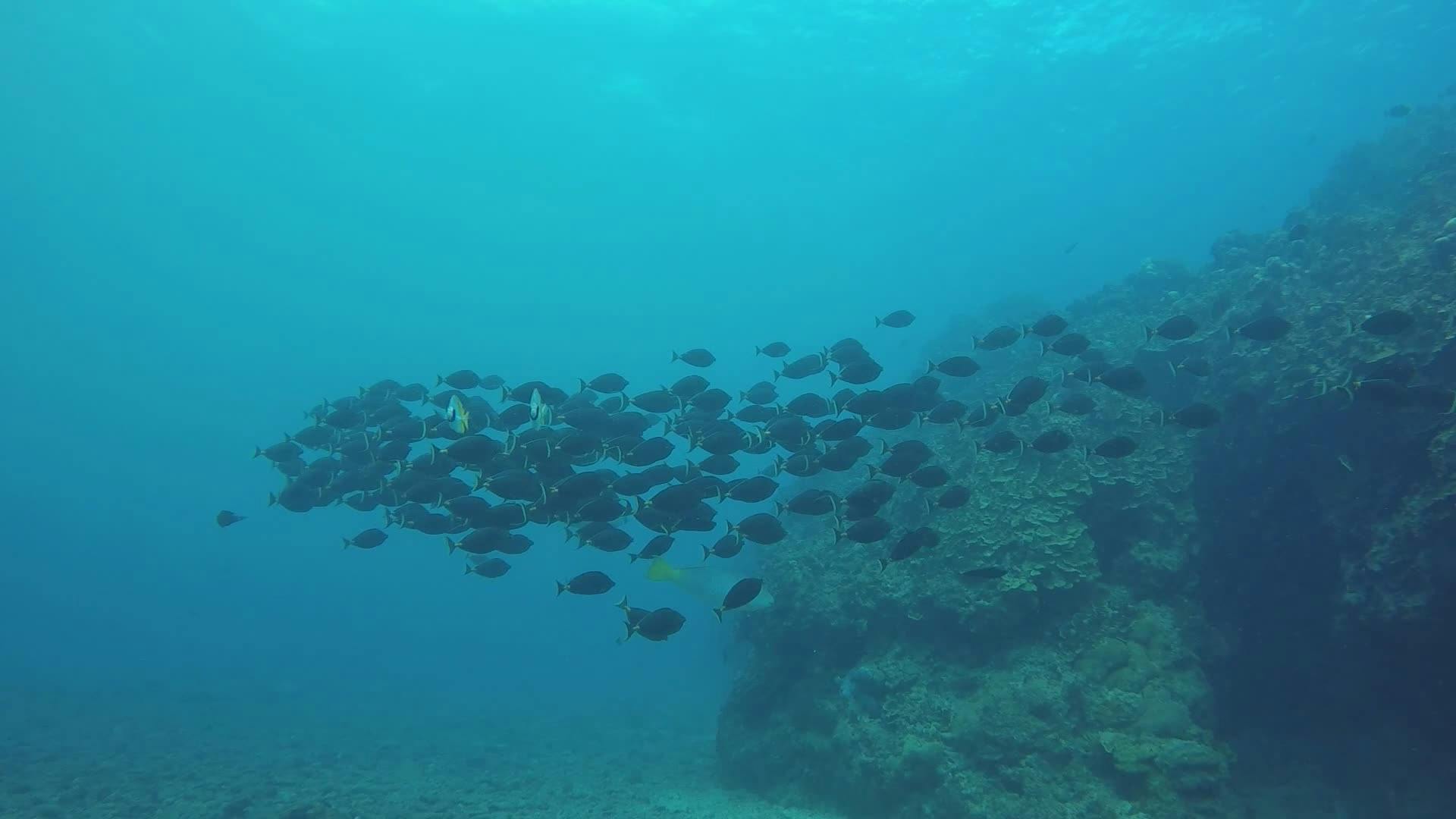 Nature Fish Videos, Download The BEST Free 4k Stock Video Footage ...