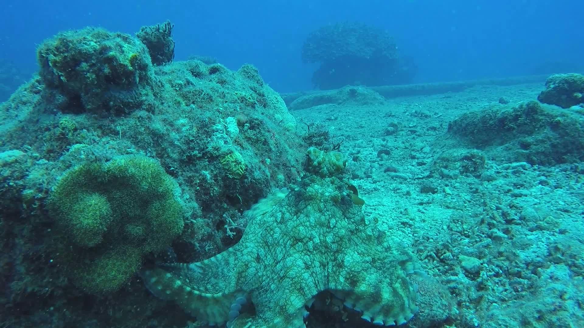 Octopuses Videos, Download The BEST Free 4k Stock Video Footage ...