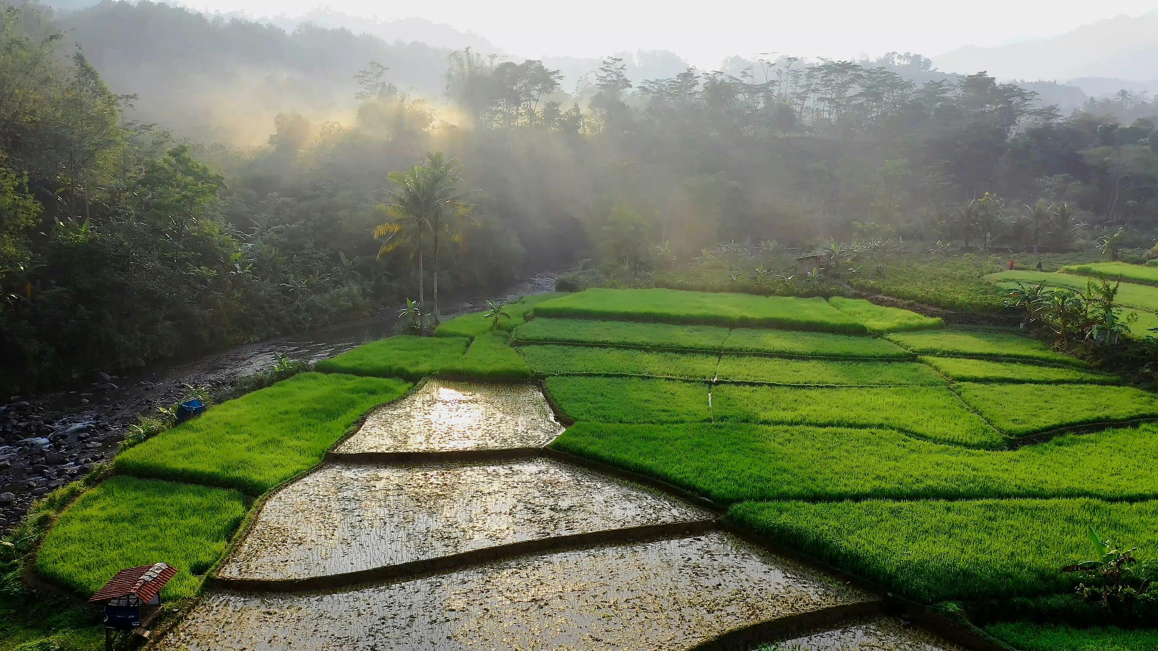 Rice Field Terraces On Mountain Valleys And Plateaus · Free Stock Video