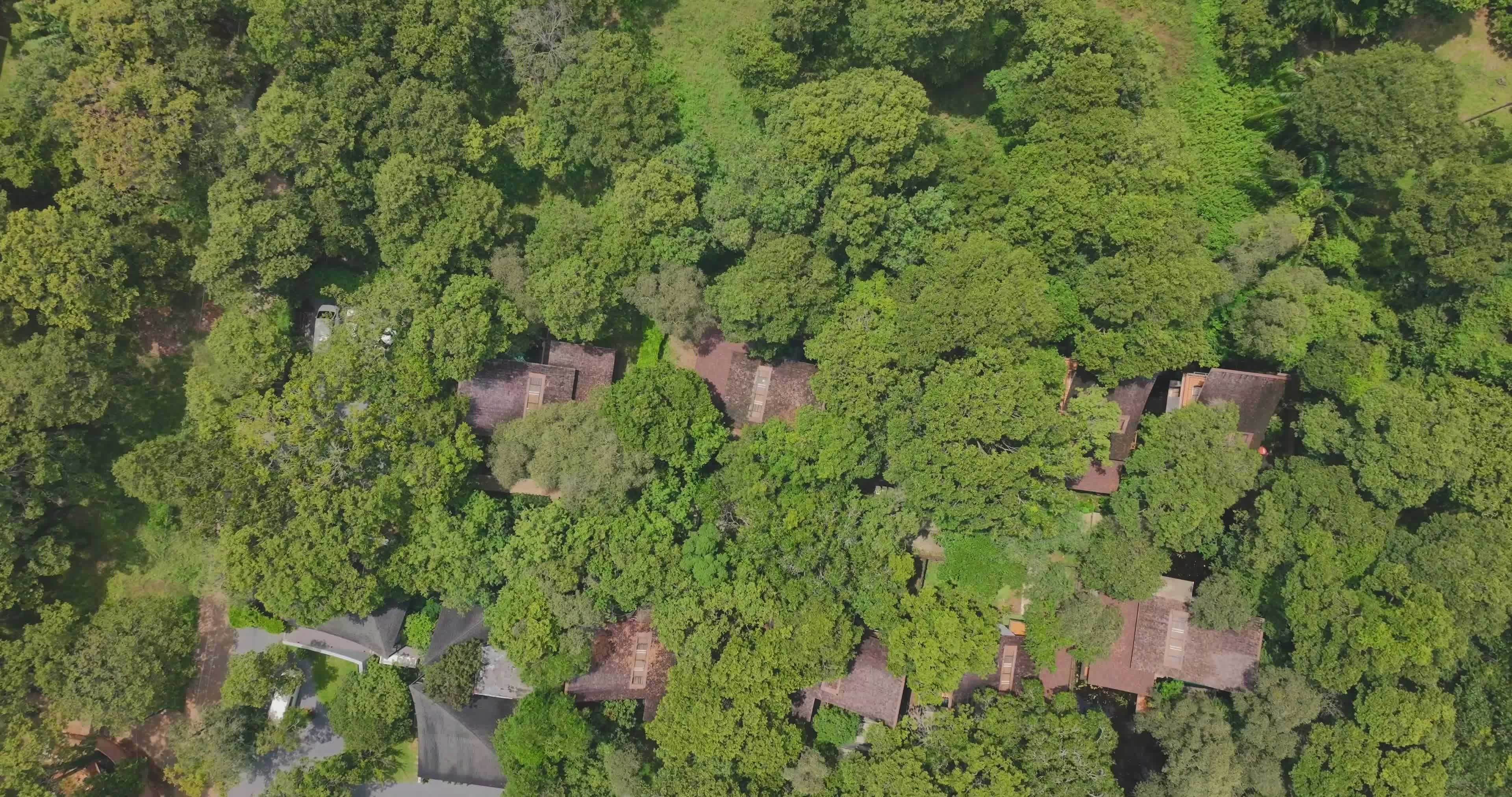 Aerial View of Lush Tropical Forest Canopy Free Stock Video Footage ...