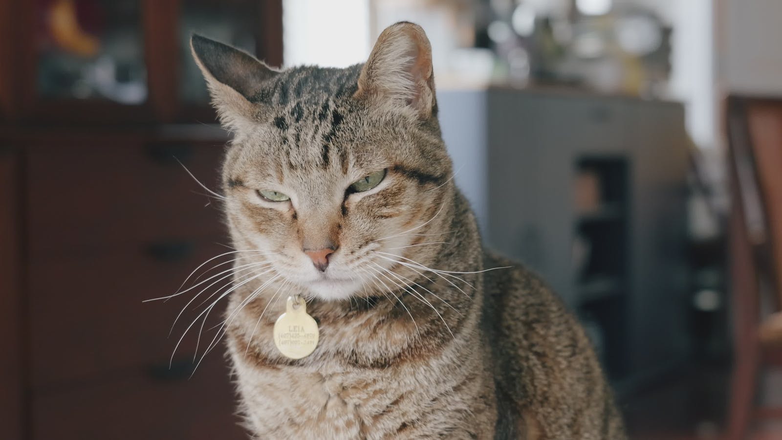 Cat Runing Videos, Download The BEST Free 4k Stock Video Footage & Cat ...