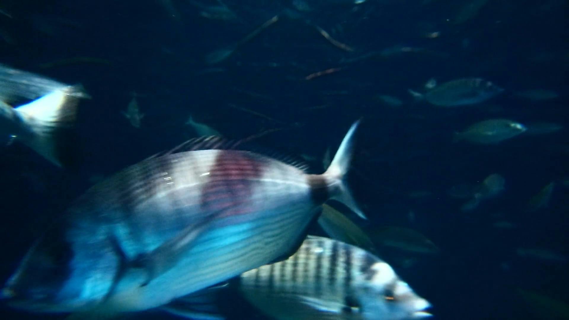 Close-up View Of A School Of Fish · Free Stock Video