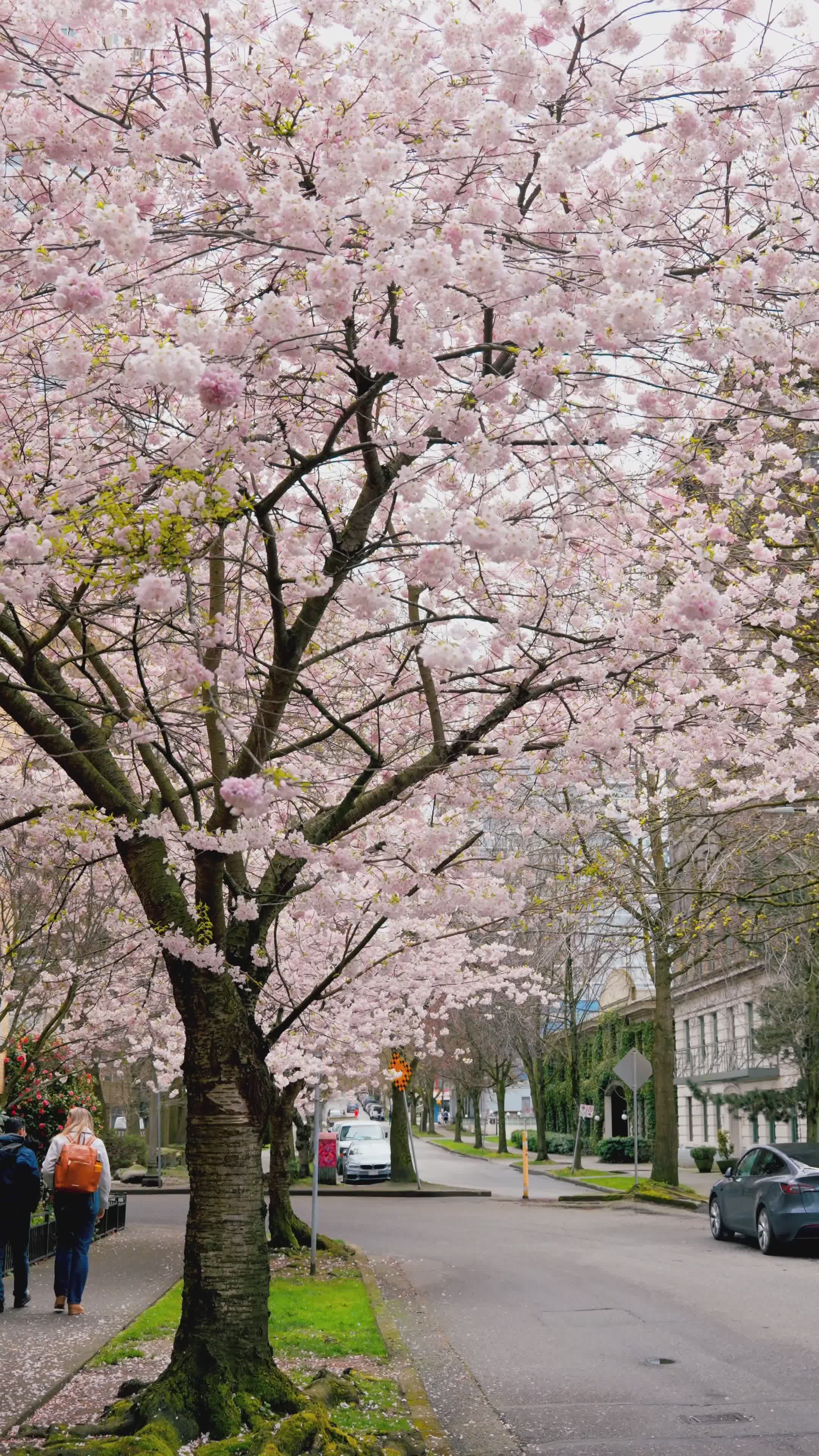 Springtime Stroll Under Cherry Blossoms Free Stock Video Footage ...