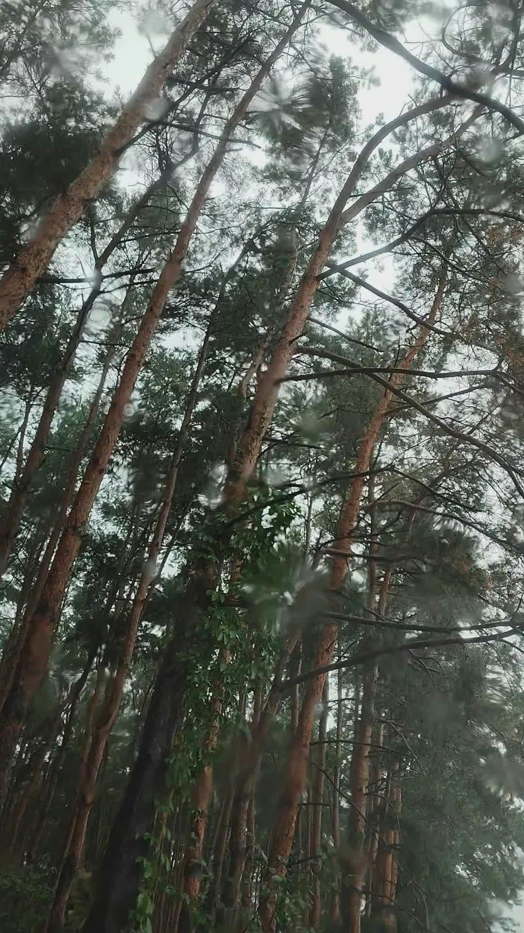 Soothing Forest Videos, Download The BEST Free 4k Stock Video Footage ...