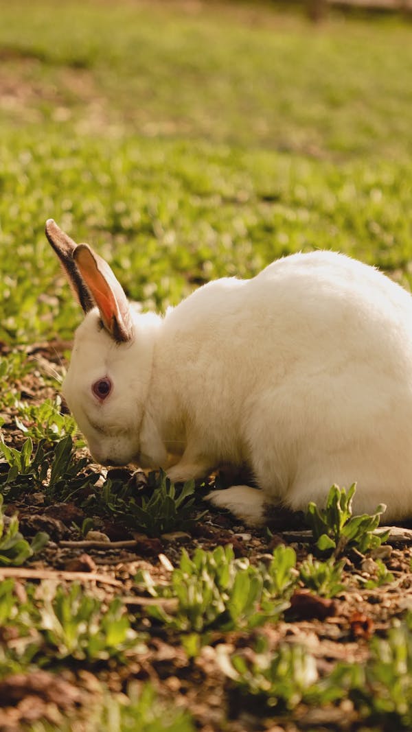 Bushstroke+All+Videos Videos, Download The BEST Free 4k Stock Video ...