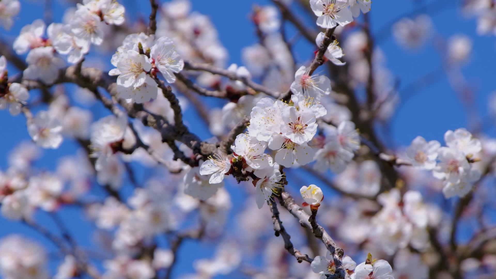 Beautiful Spring Blossoms on Fruit Tree Branches Free Stock Video ...