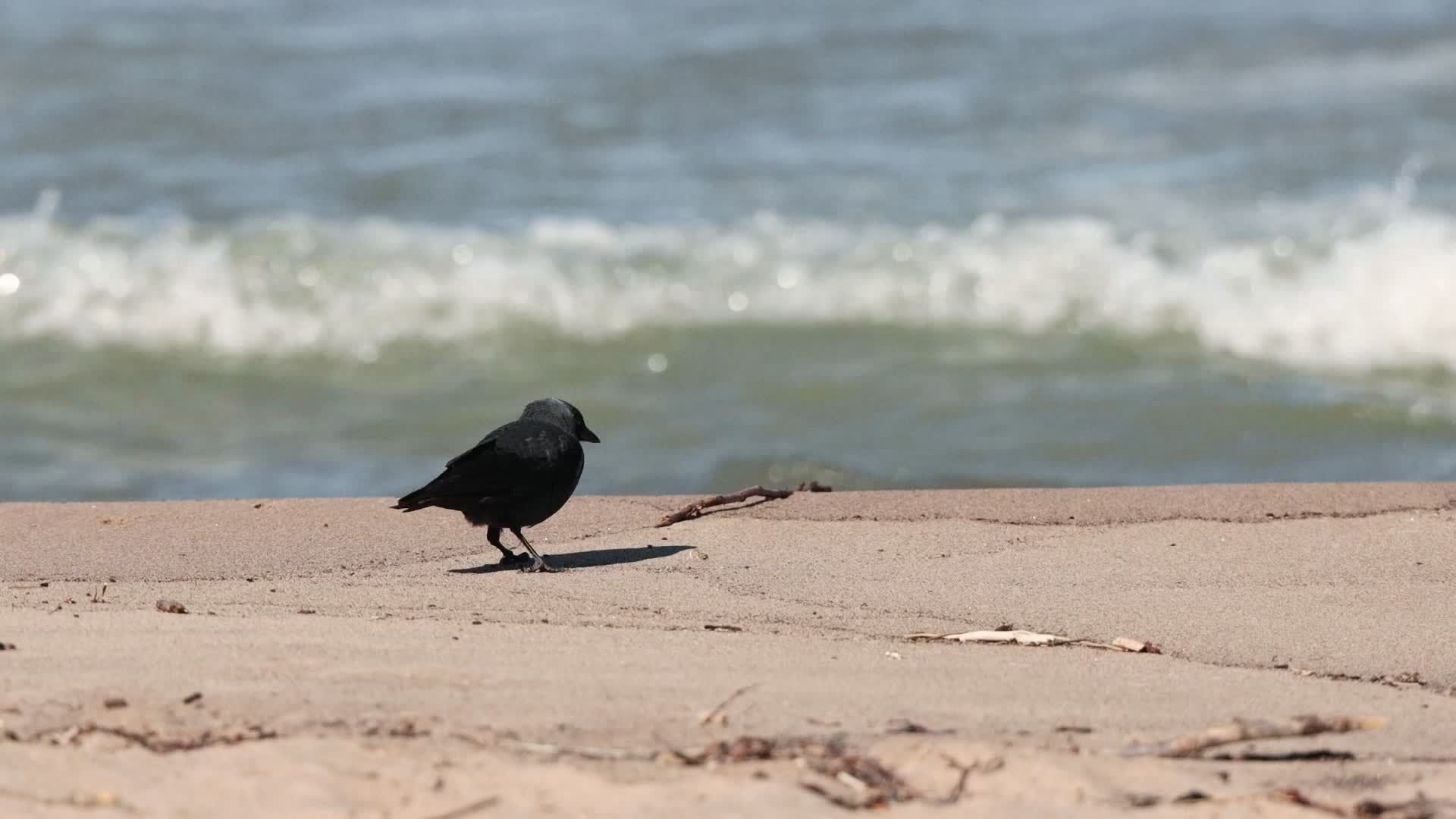 Crow on Sandy Beach by the Ocean Free Stock Video Footage, Royalty-Free ...