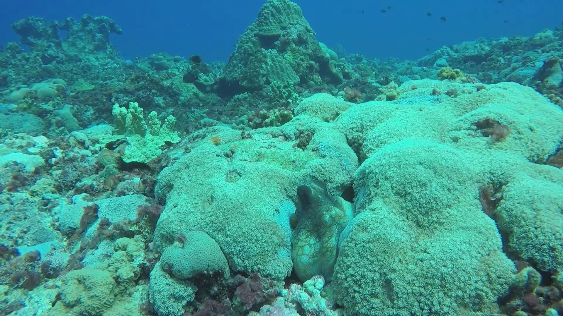 Octopus Camouflages in Coral Reef Free Stock Video Footage, Royalty ...