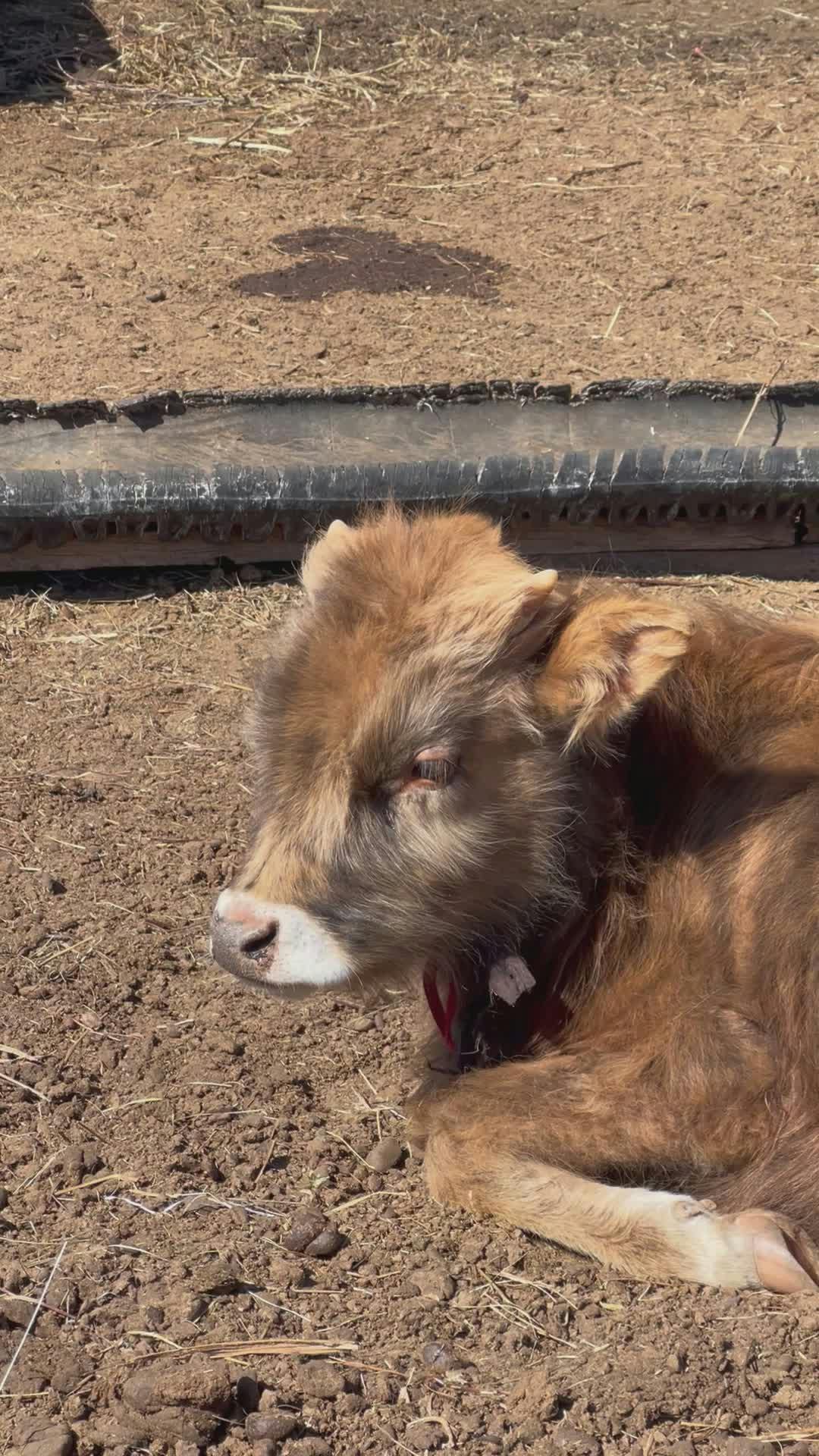 Relaxed Calf Resting in Sunlit Pasture Free Stock Video Footage ...