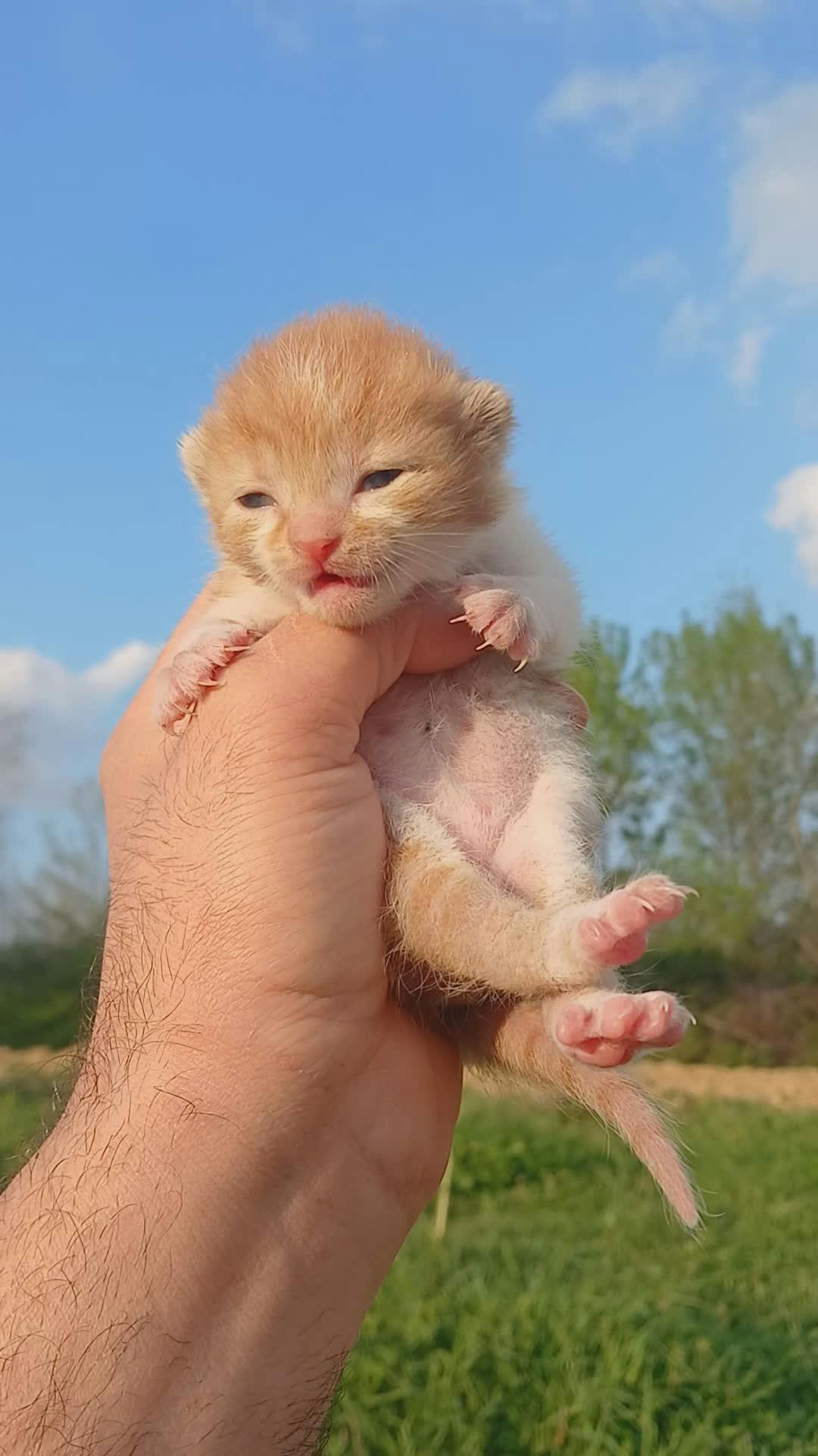 Cat Meme Videos, Download The BEST Free 4k Stock Video Footage & Cat ...