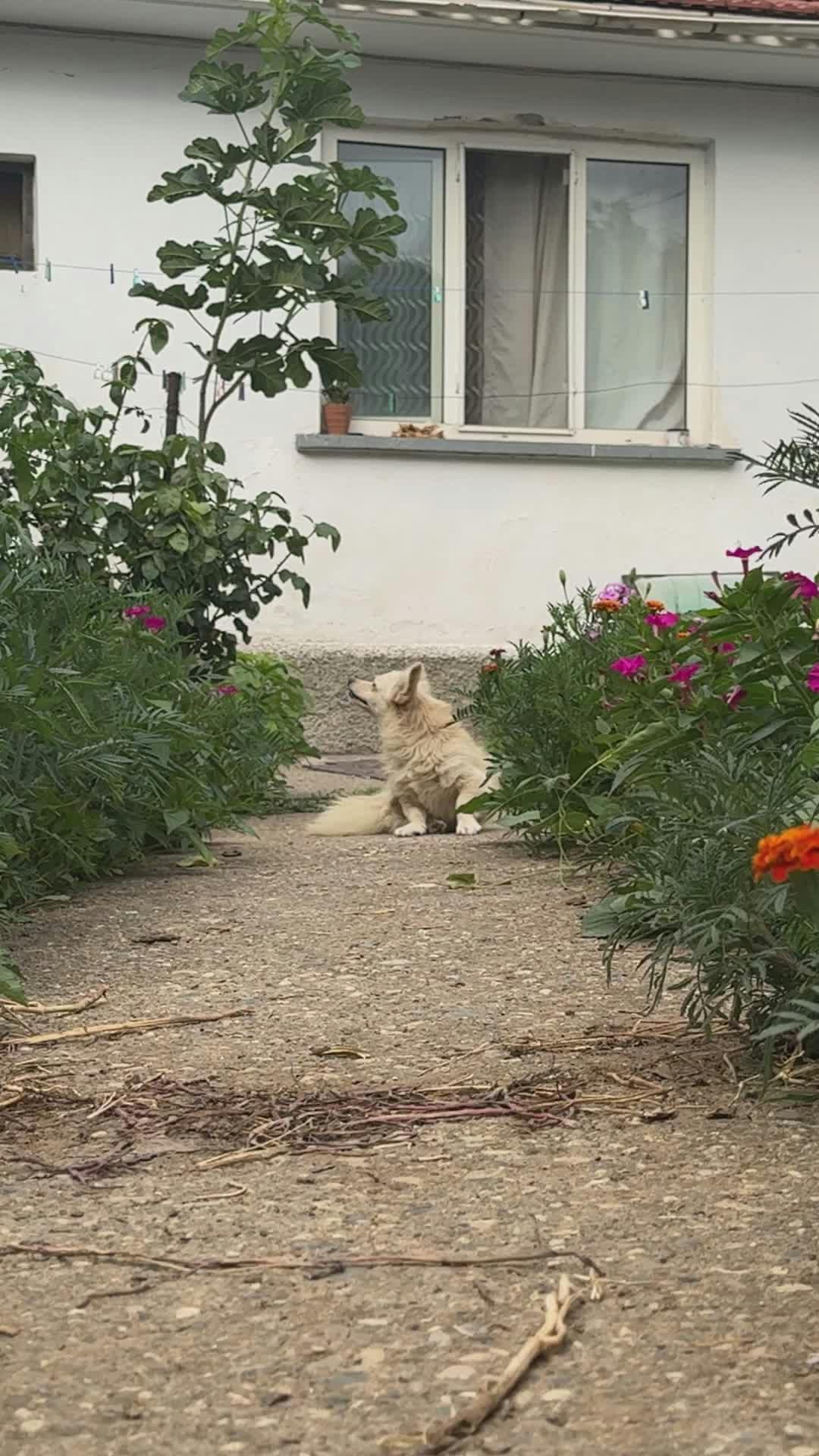 Girl+Getting+Cheeks+Clapped+By+A+Dog Videos, Download The BEST Free 4k ...