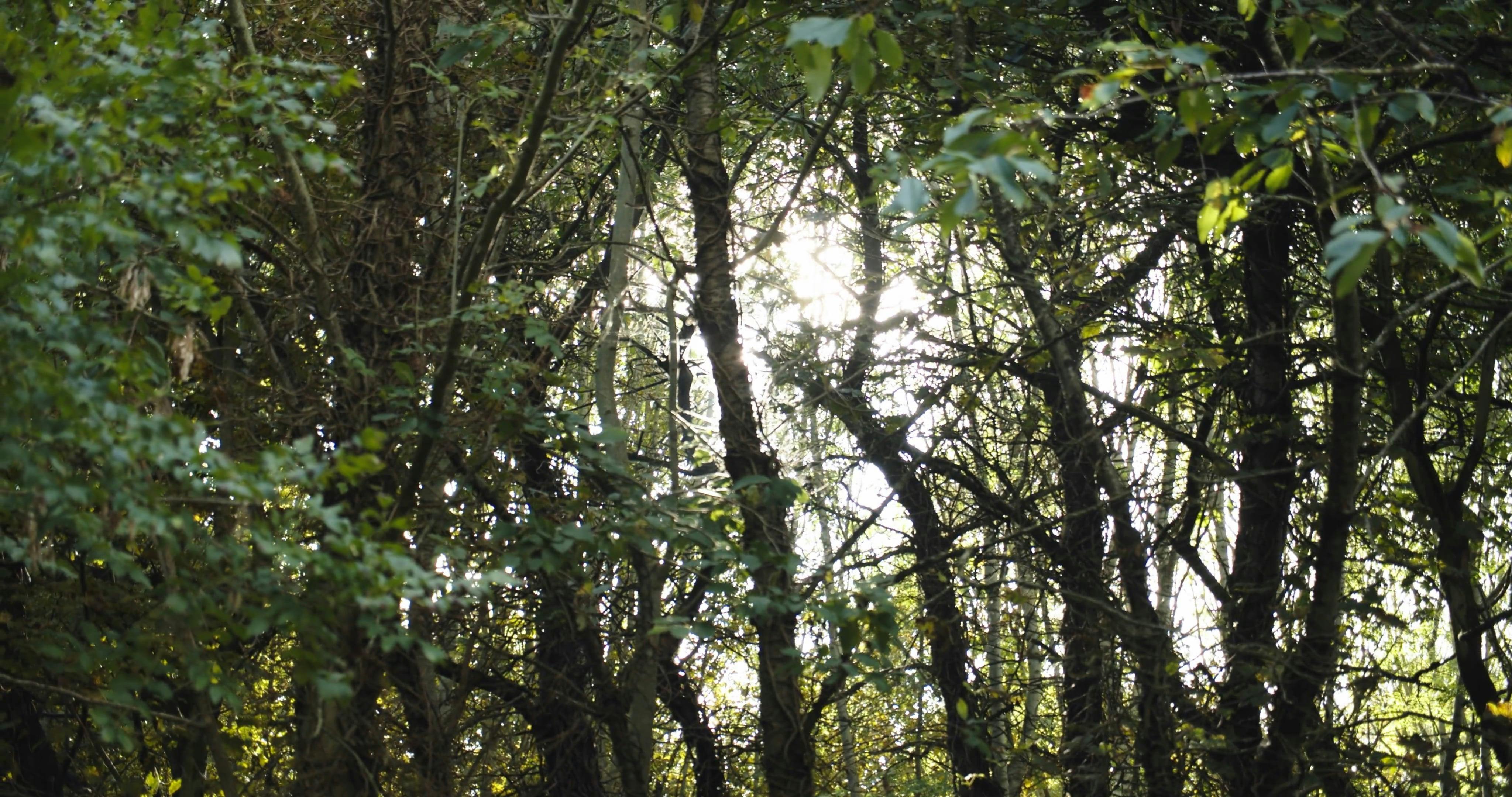 Sun Rays Peeking Through The Gaps Of The Forest Trees · Free Stock Video