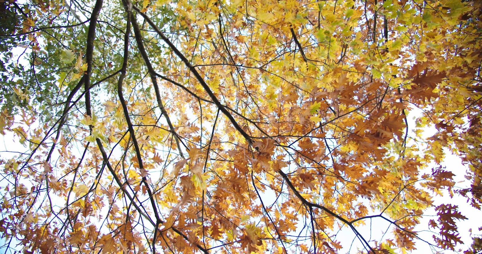 Fall Videos, Download The BEST Free 4k Stock Video Footage & Fall HD ...