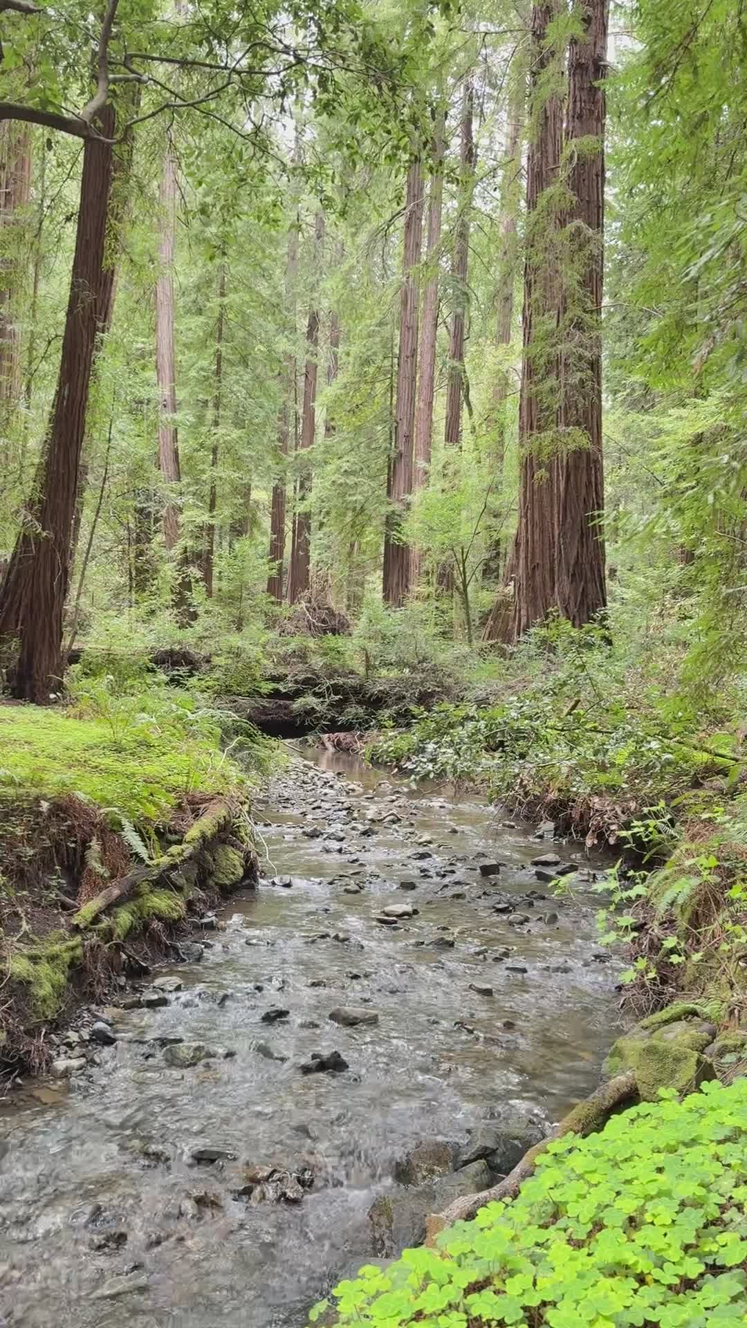 Serene Forest Stream Flowing in Redwood Forest Free Stock Video Footage ...