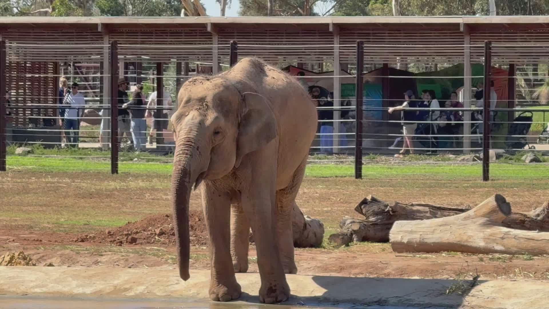 Asian Elephant at Werribee Open Range Zoo Free Stock Video Footage ...