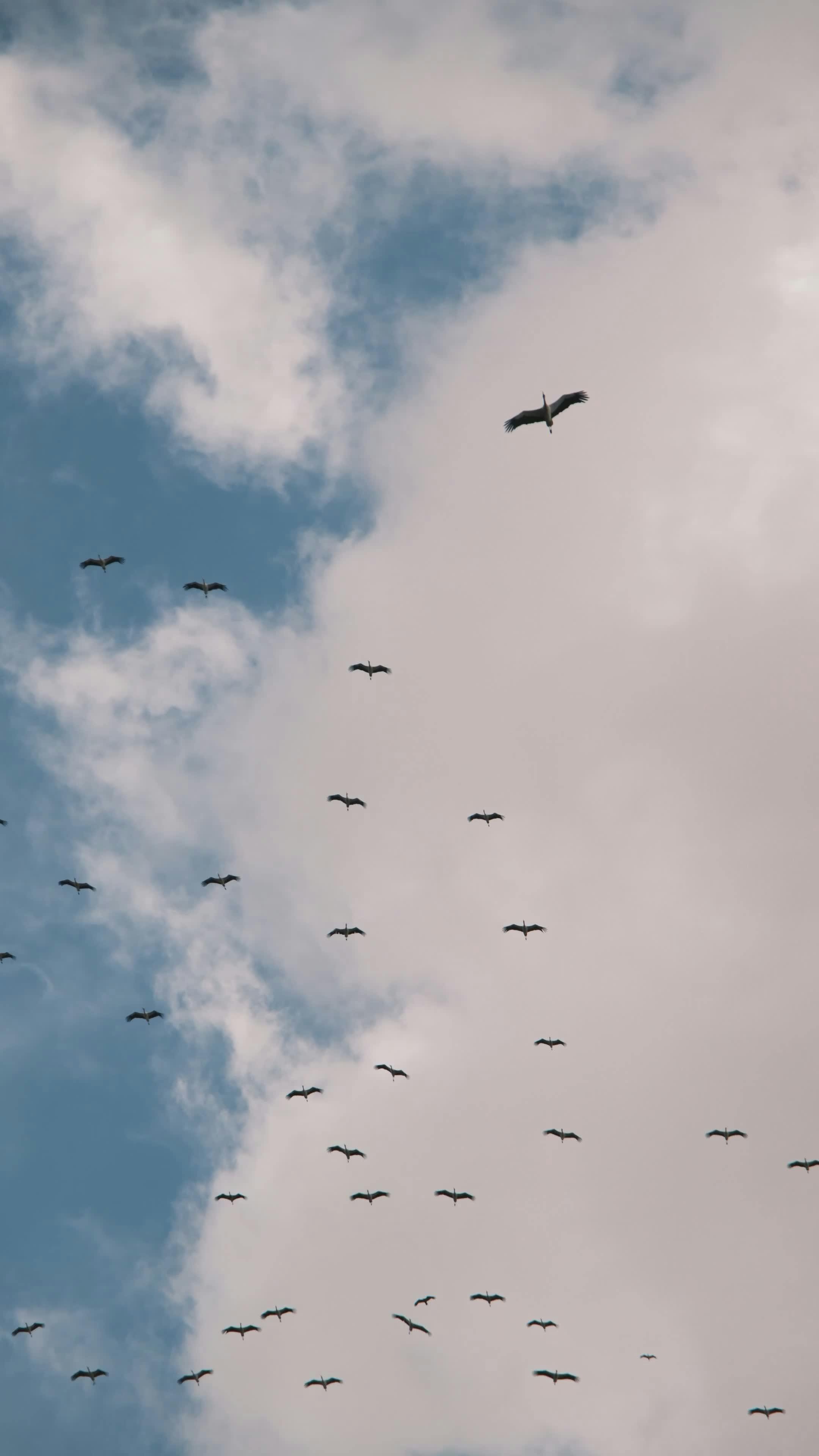 Migration、 Videos, Download The BEST Free 4k Stock Video Footage ...