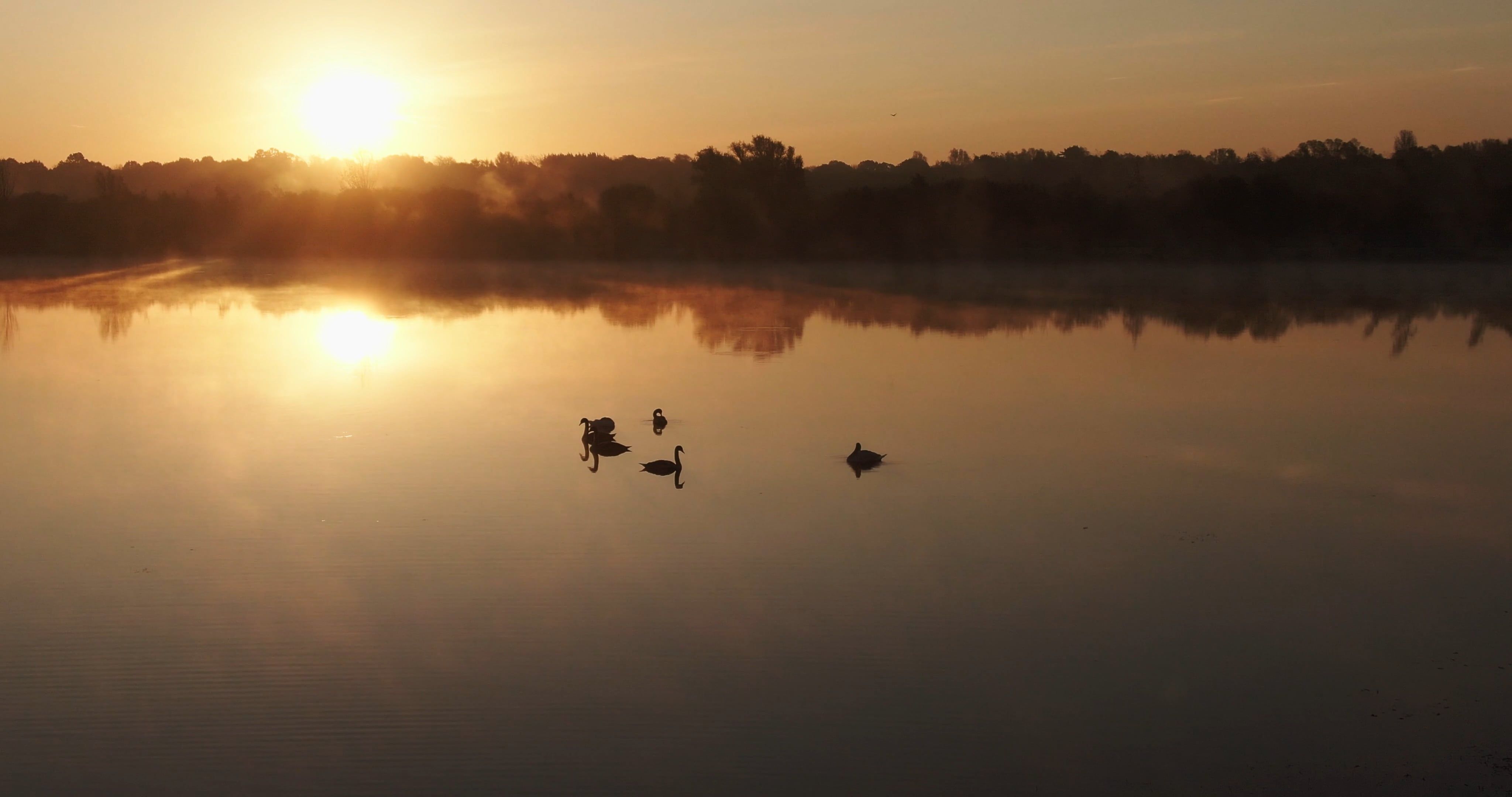 A Bevy Of Swan Swimming On A Lake Free Stock Video Footage, Royalty ...