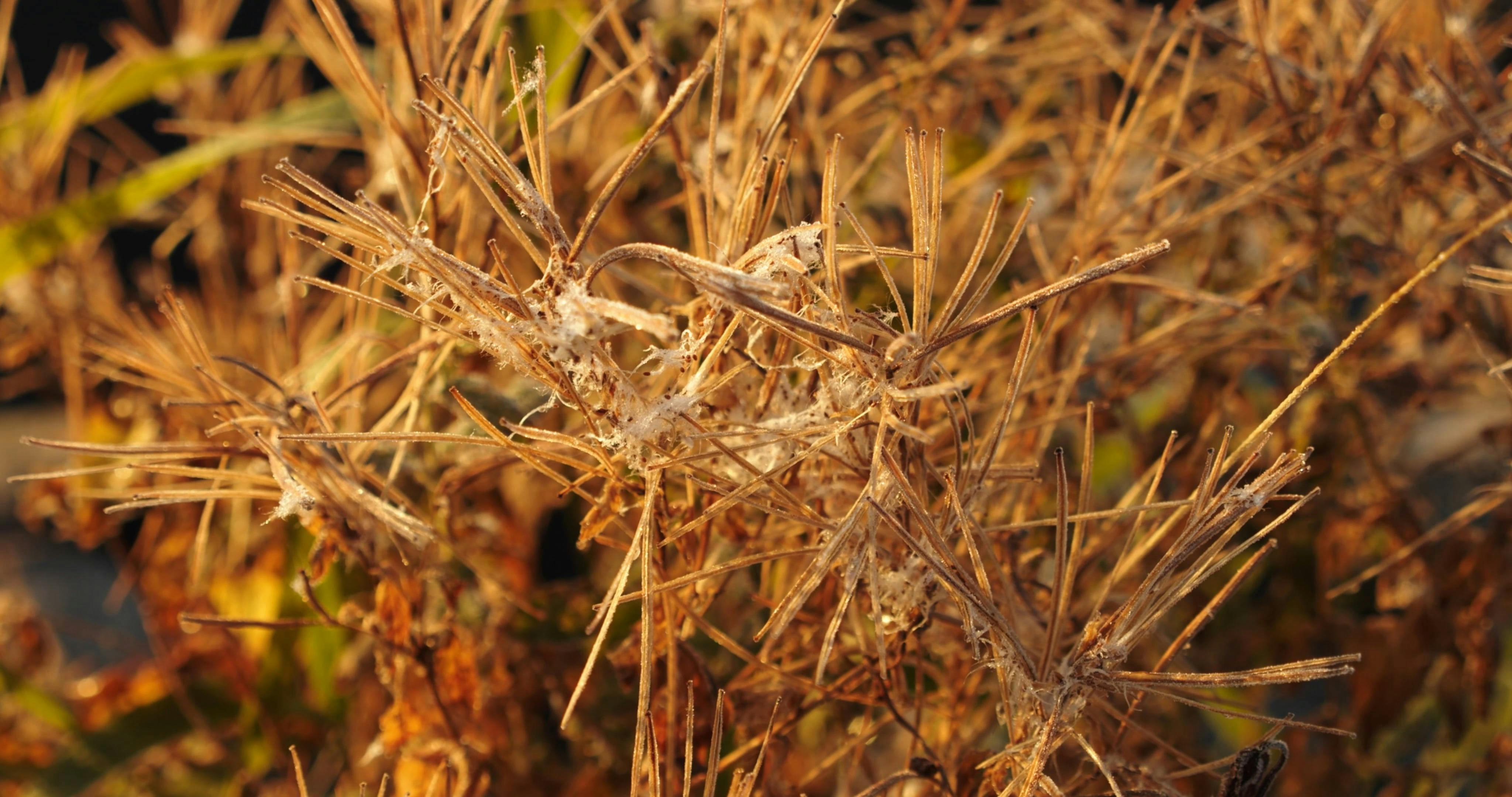 Spider Web Residue On Stalk Of A Dry Plants · Free Stock Video