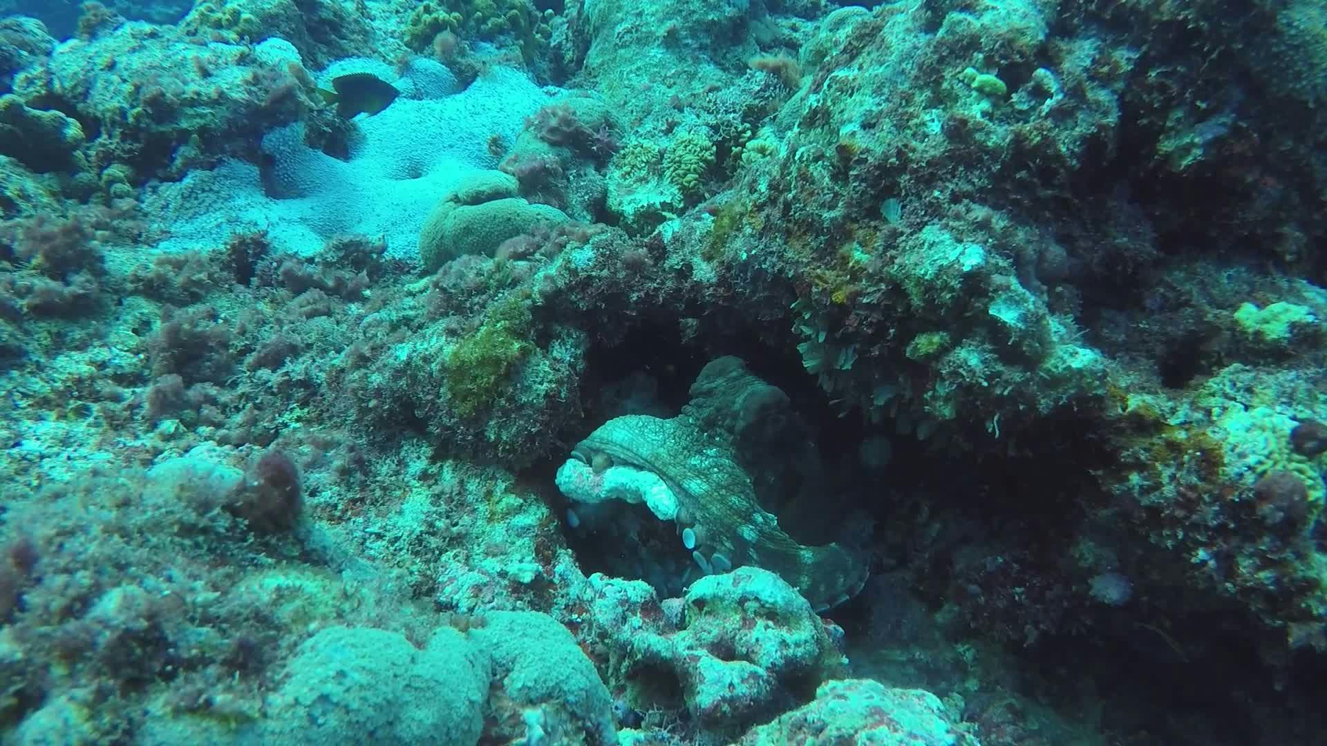 Octopuses Videos, Download The BEST Free 4k Stock Video Footage ...