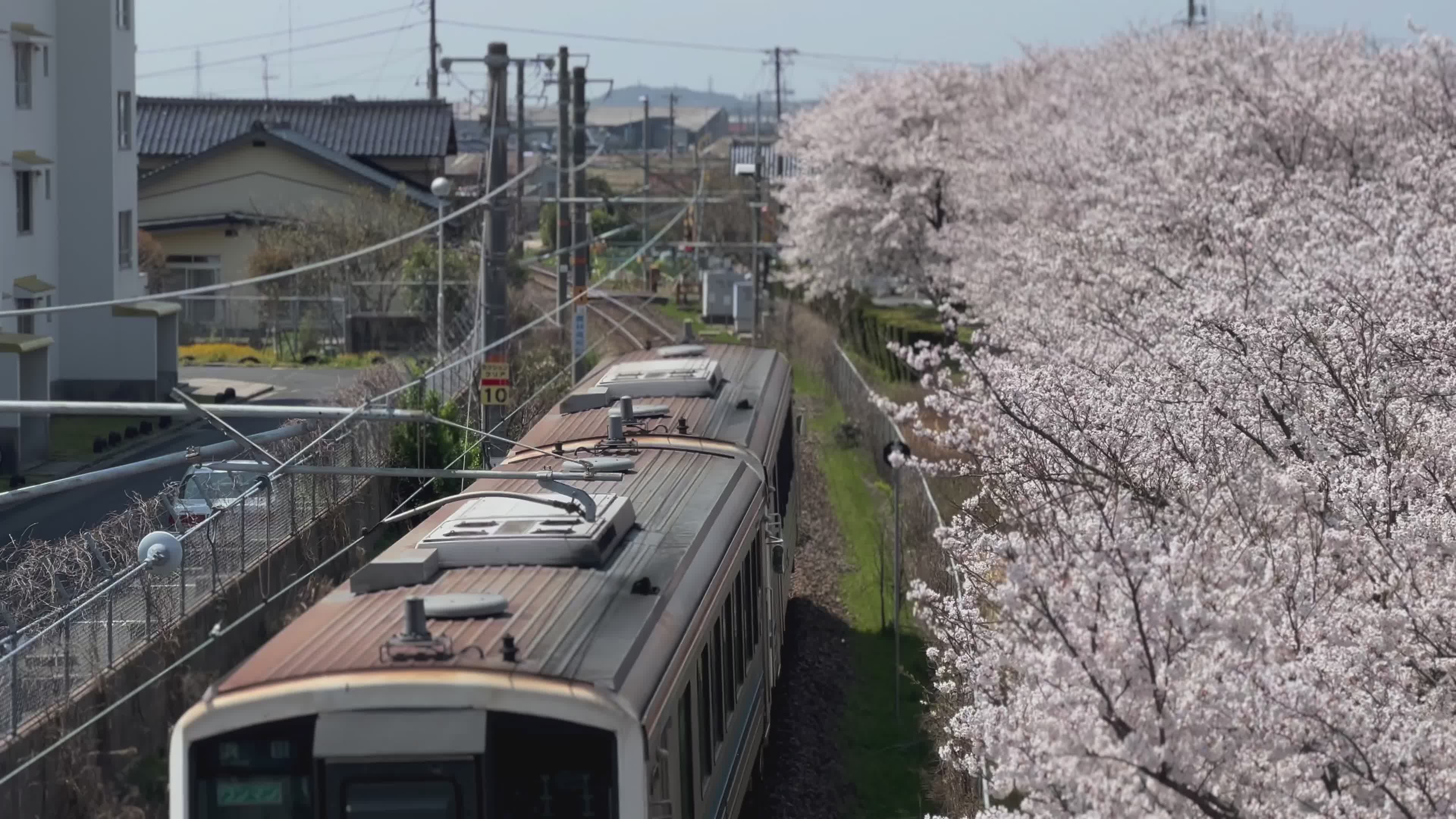 Train Passing Cherry Blossoms in Spring Free Stock Video Footage ...