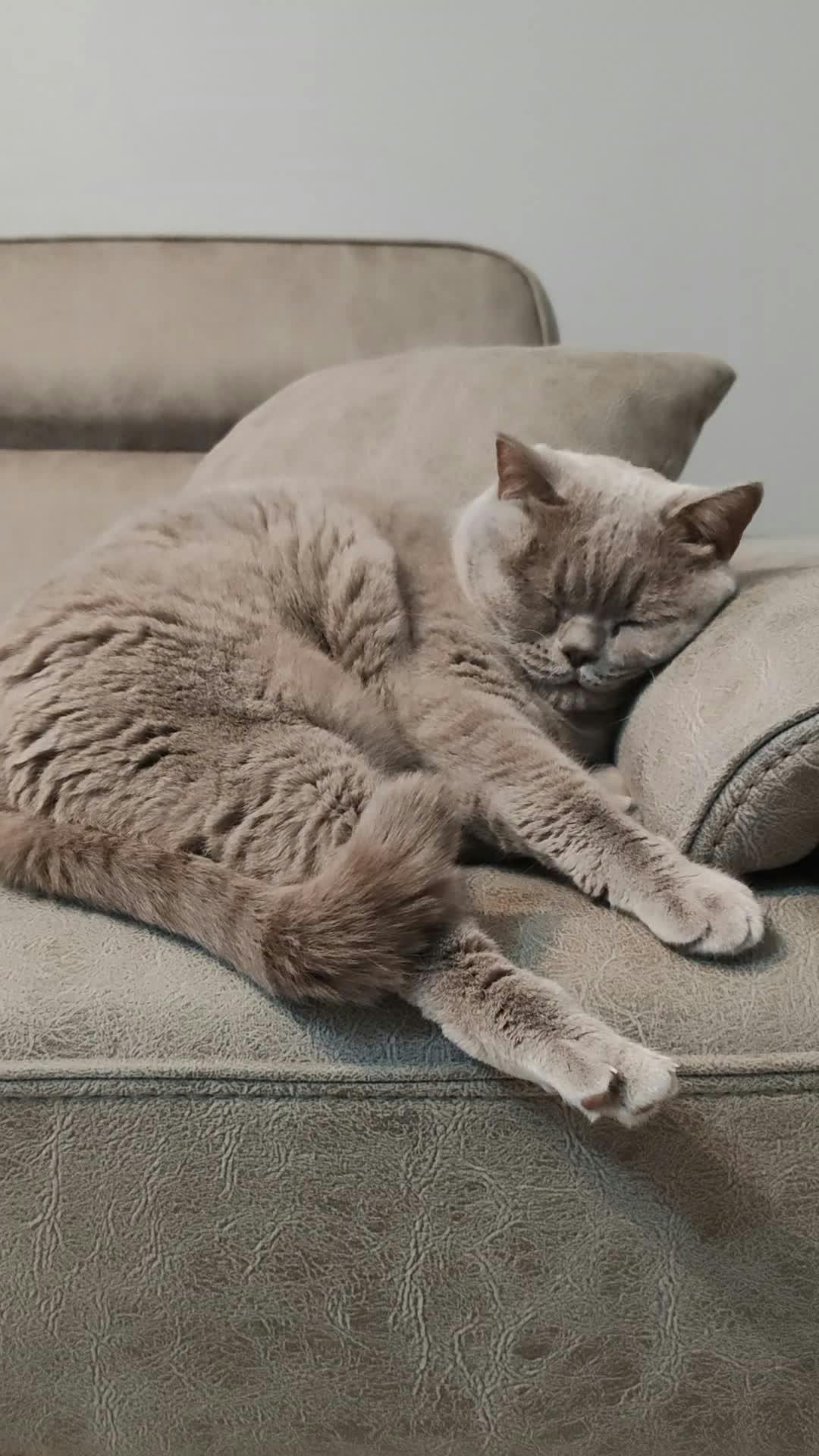 Cat Drowning Videos, Download The BEST Free 4k Stock Video Footage ...