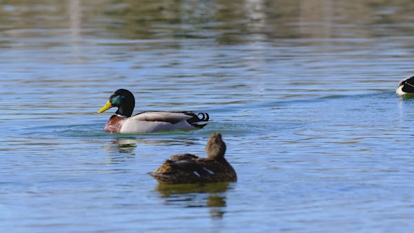 Male And Female Intercourse Videos, Download The BEST Free 4k Stock ...