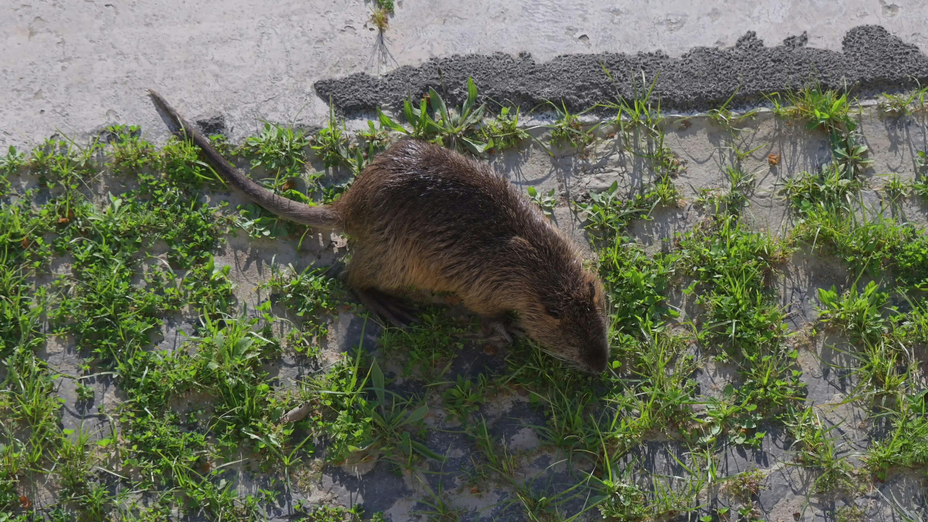 Urban Wild Nutria Grazing in Rome Free Stock Video Footage, Royalty ...