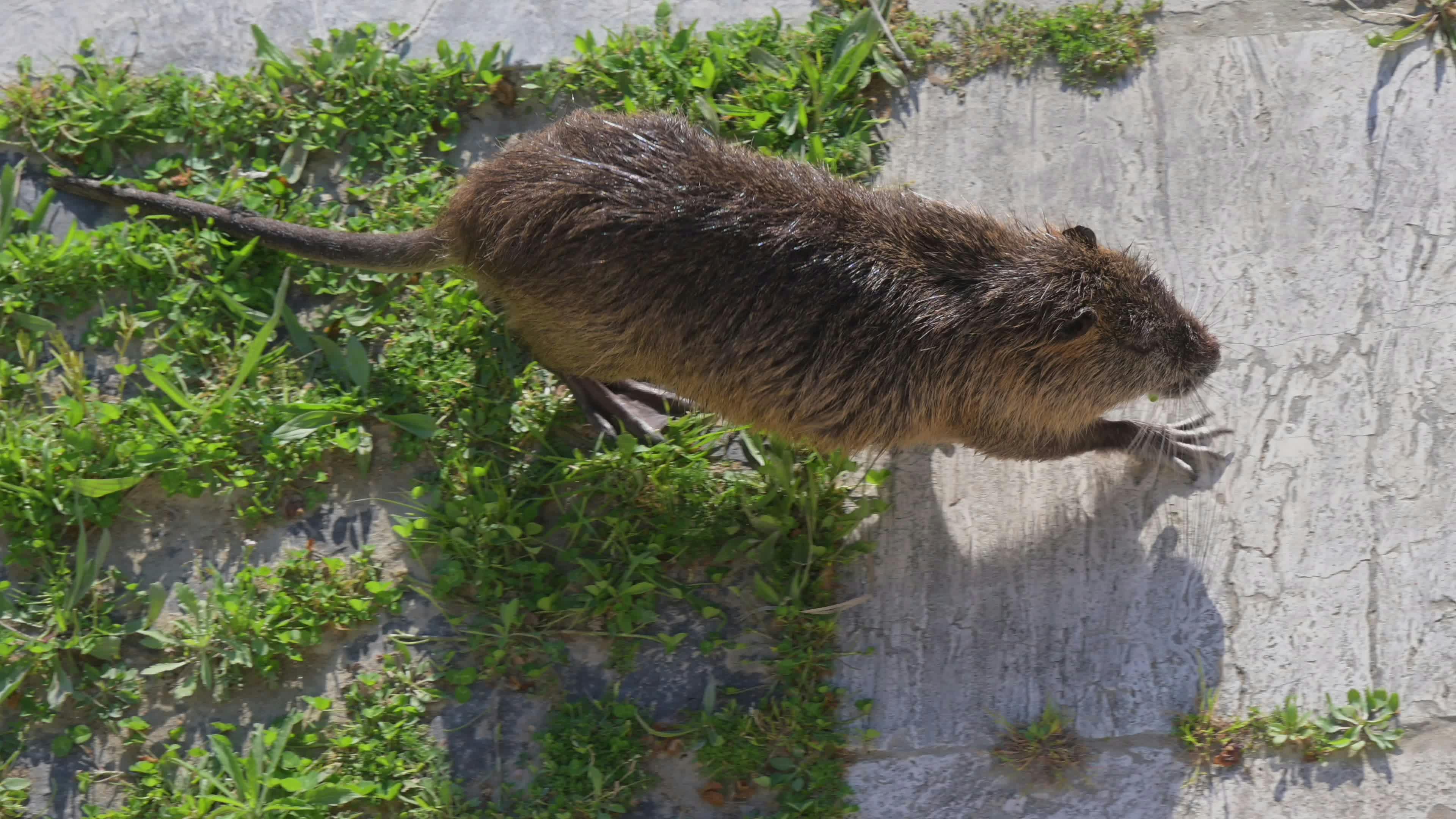 Urban Nutria Traversing Street in Rome Free Stock Video Footage ...