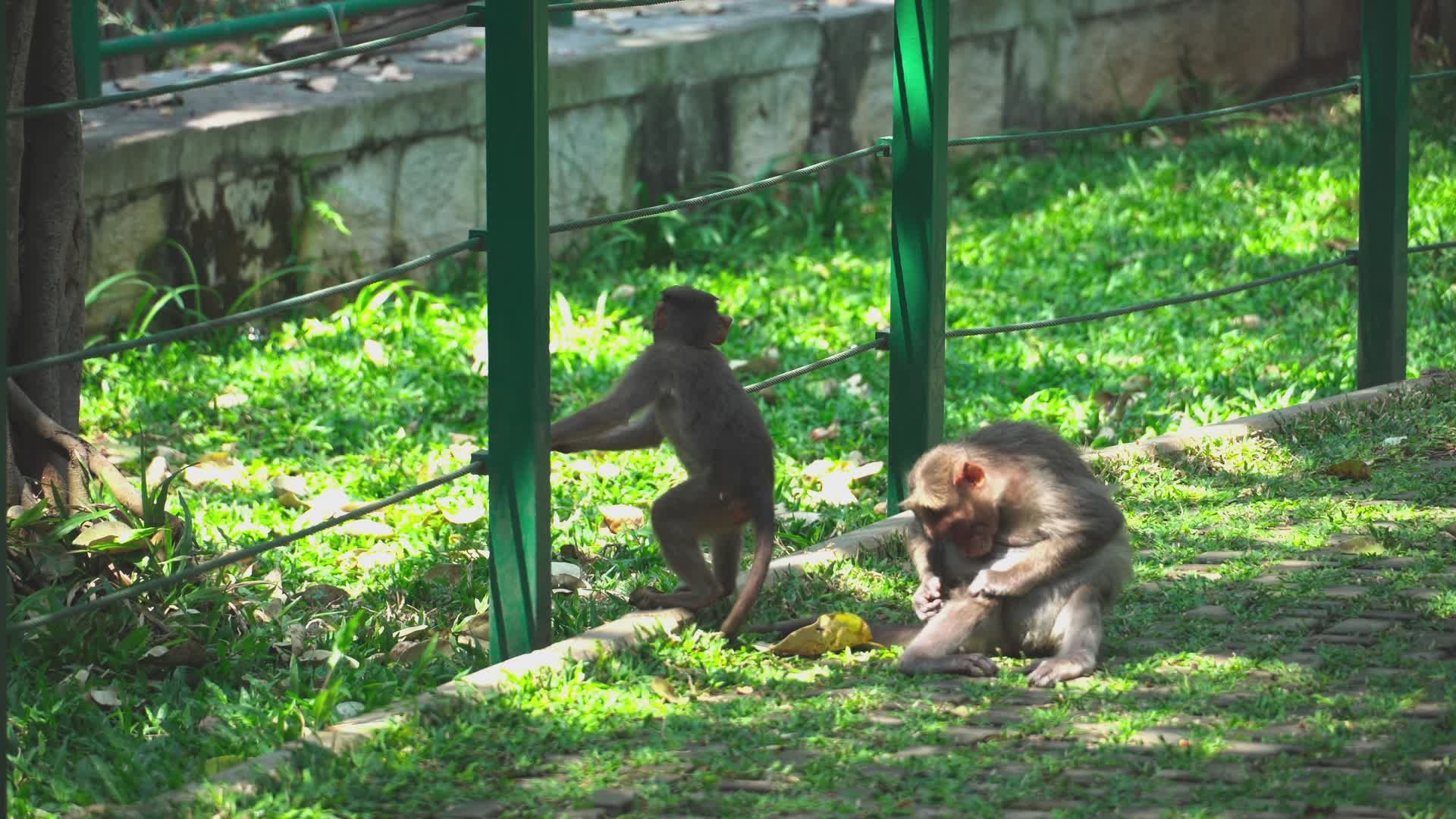 Playful Monkeys Interacting in Sunny Habitat Free Stock Video Footage ...