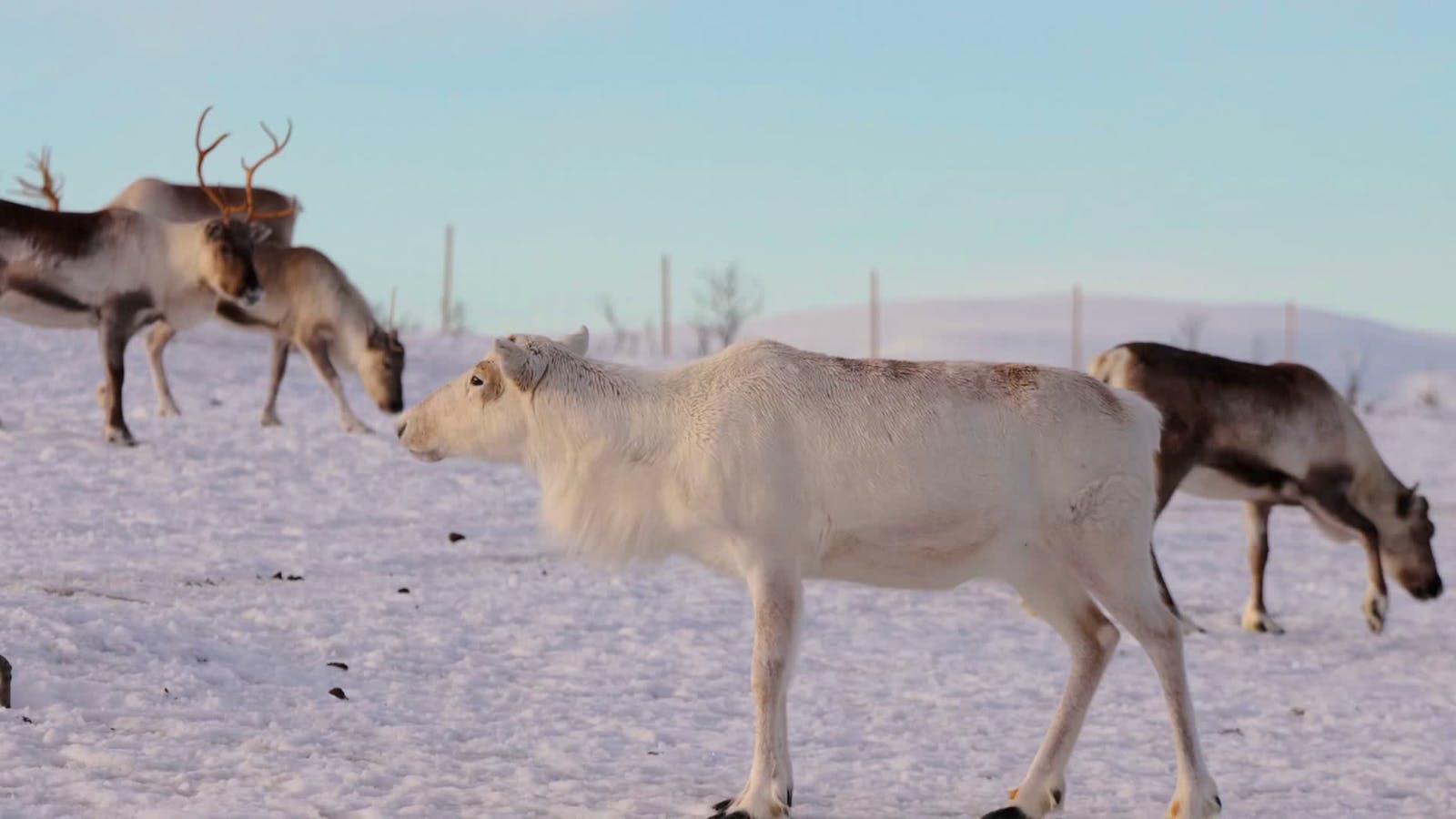 Animated Reindeer Videos, Download The BEST Free 4k Stock Video Footage ...