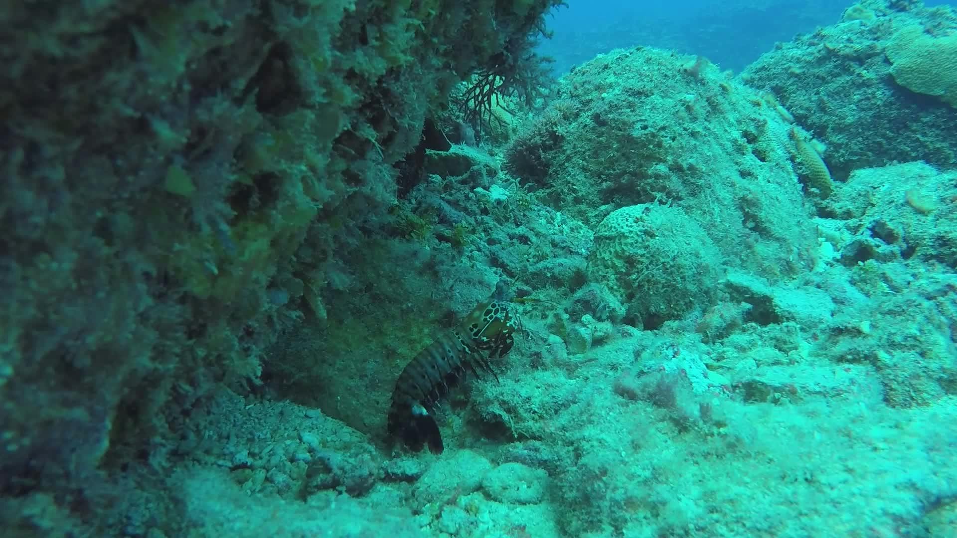 Swim Ocean Videos, Download The BEST Free 4k Stock Video Footage & Swim ...