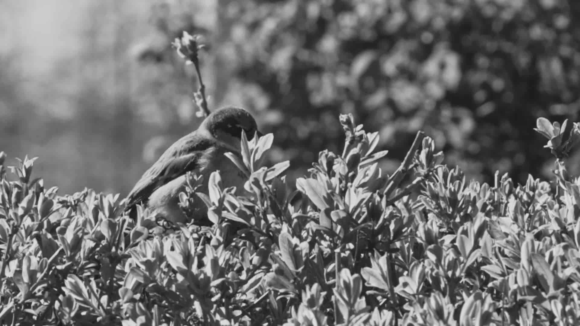 President Bush Videos, Download The BEST Free 4k Stock Video Footage ...