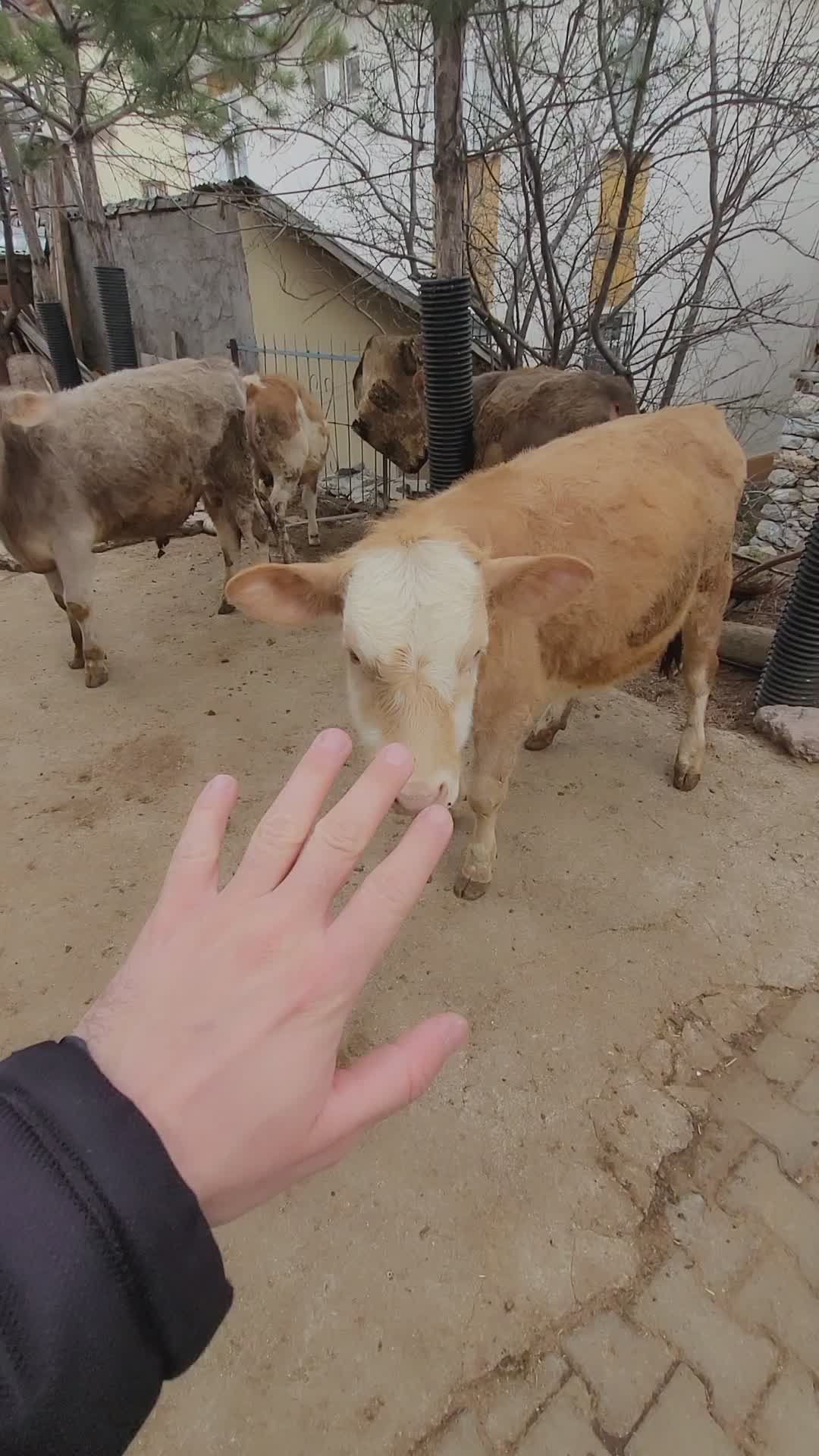 Cow Laude Videos, Download The BEST Free 4k Stock Video Footage & Cow ...