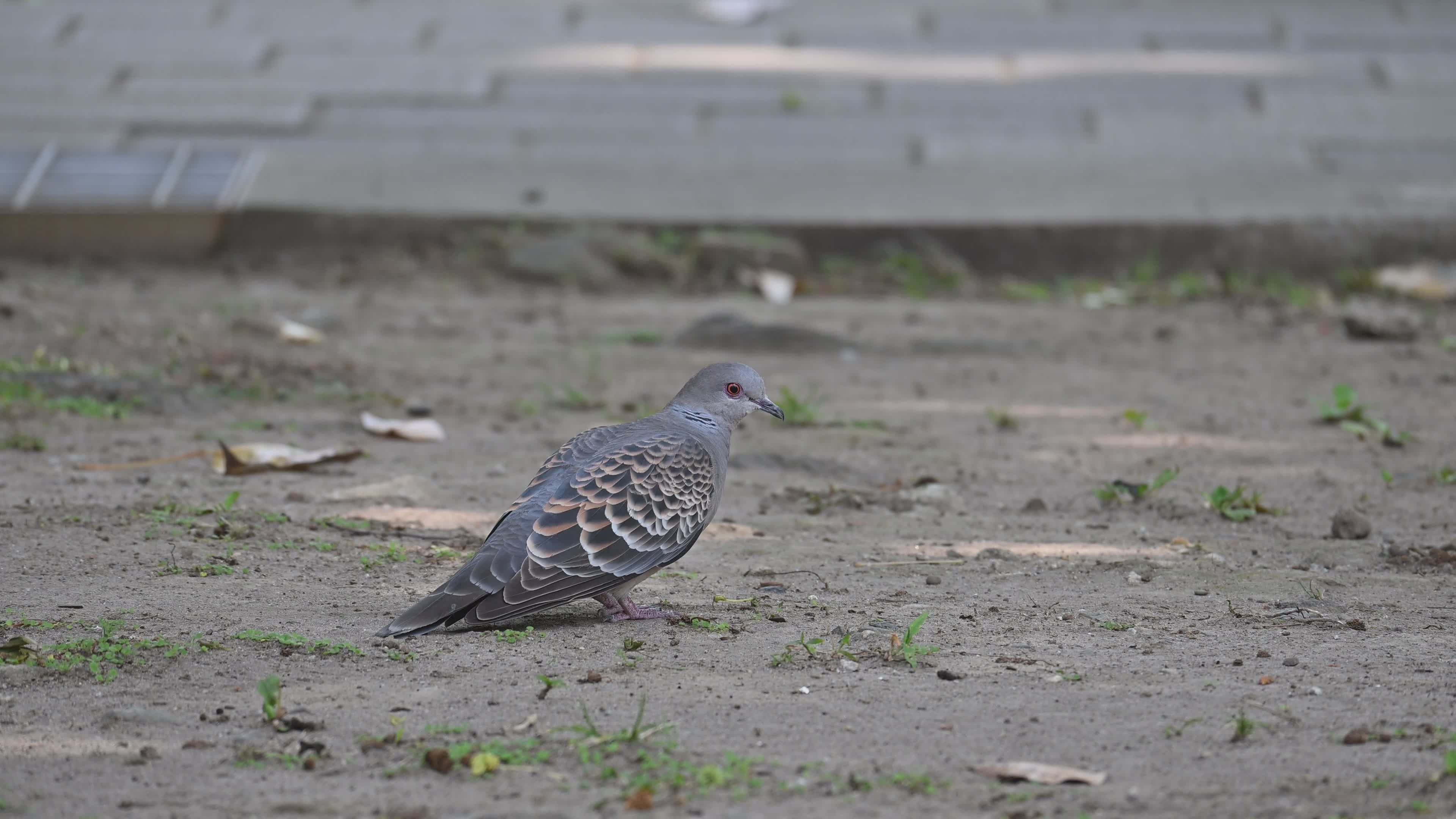 Filipino Doves Sanatlari Videos, Download The BEST Free 4k Stock Video ...