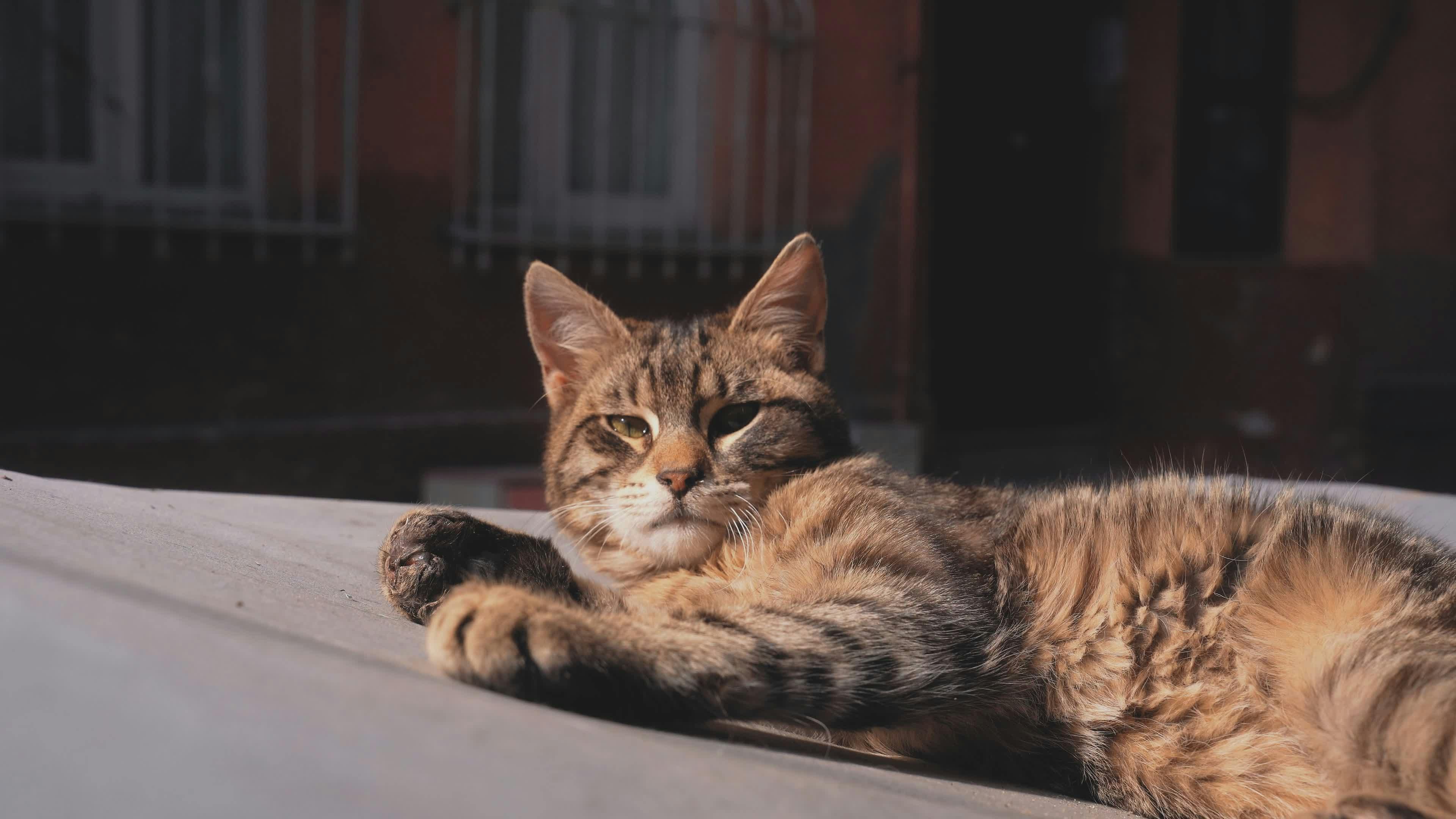 Relaxed Tabby Cat Sunbathing Outdoors Free Stock Video Footage, Royalty ...