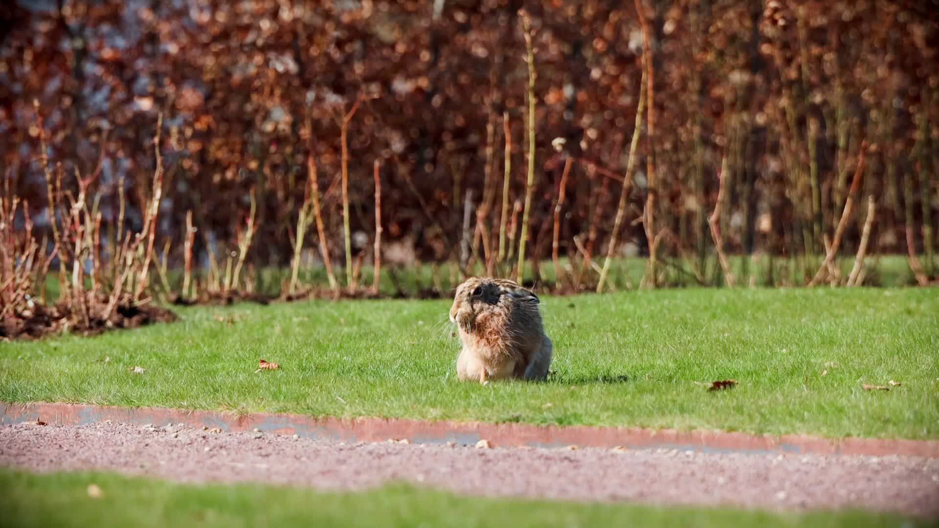 Adorable Wild Groundhog on Green Lawn in Park Free Stock Video Footage ...